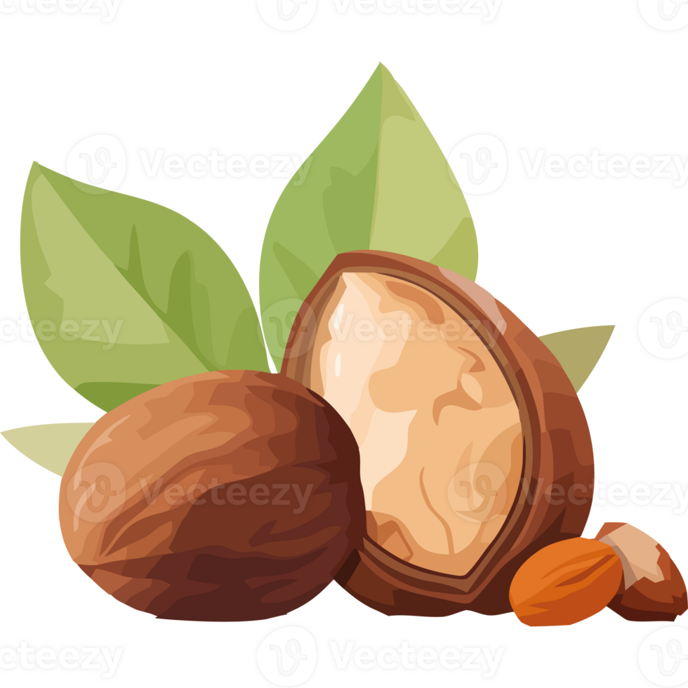 Nut clipart free download 49026620 PNG