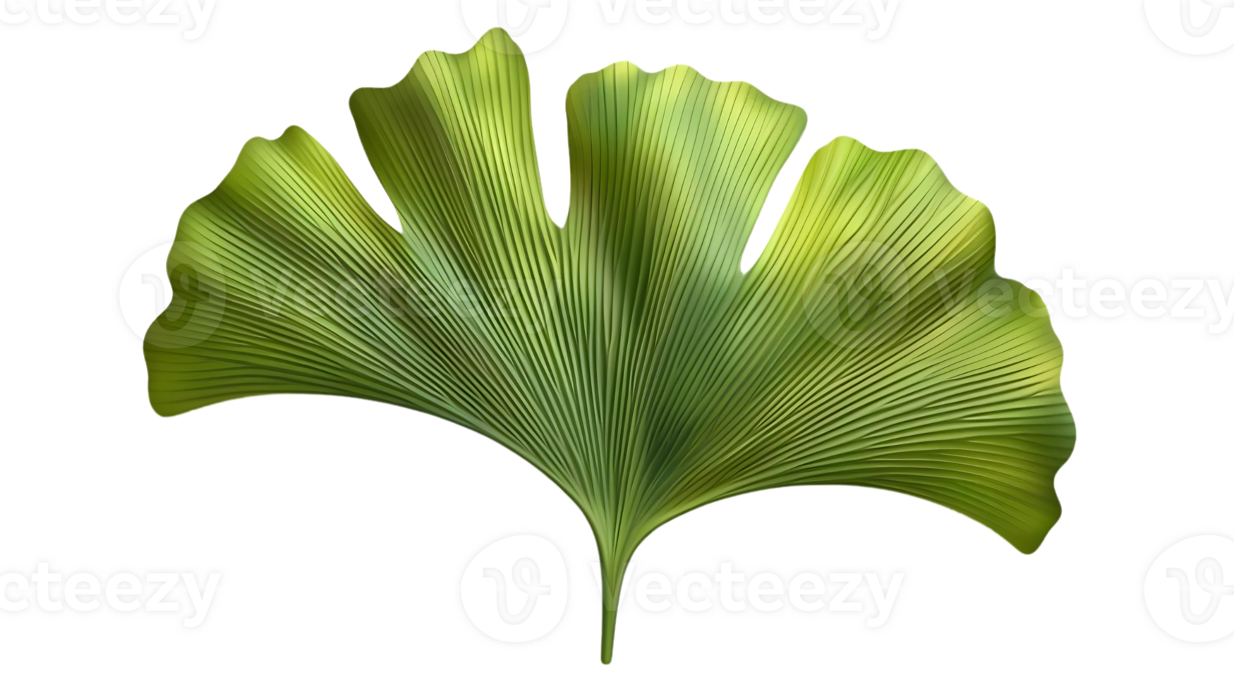 Ginkgo Biloba Leaf Illustration Detailed Green Leaf Illustration With Black Background