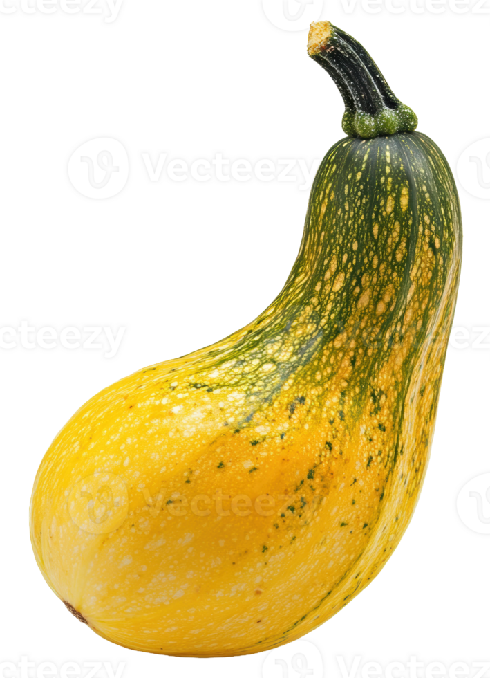 Unique Yellow Squash With Green Speckles Cut Out Stock 49111054 Png