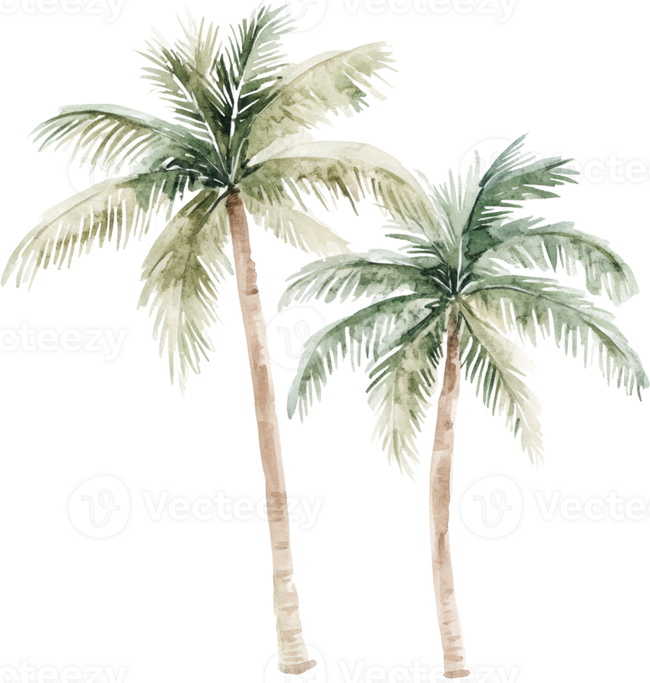 Watercolor Palm Tree PNGs for Free Download