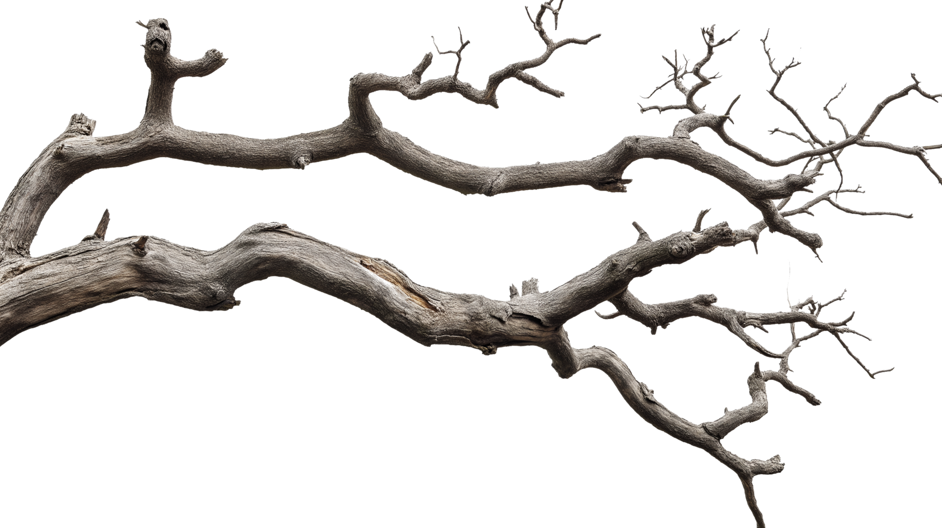 Brown tree branch transparent 49159968 PNG