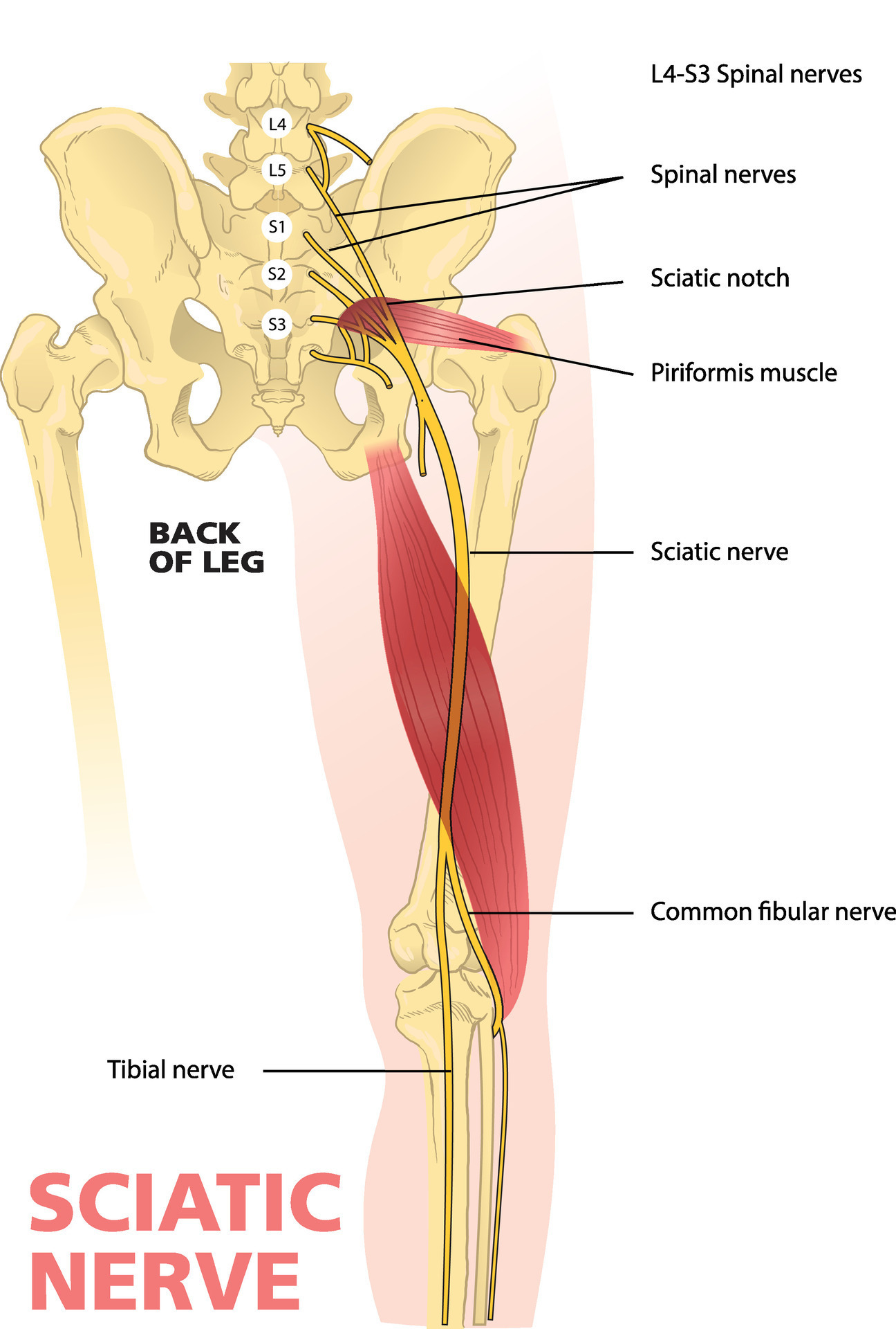 illustration of sciatic nerve diagram 49183011 Vector Art at Vecteezy illustration of sciatic nerve diagram 49183011 Vector Art at Vecteezy