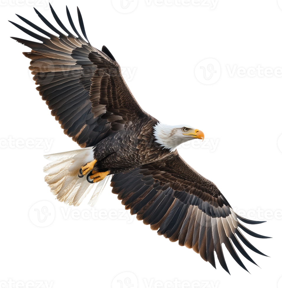 Bald eagle soaring in clear blue sky, cut out - stock . 49222610 PNG Bald eagle soaring in clear blue sky, cut out - stock . 49222610 PNG