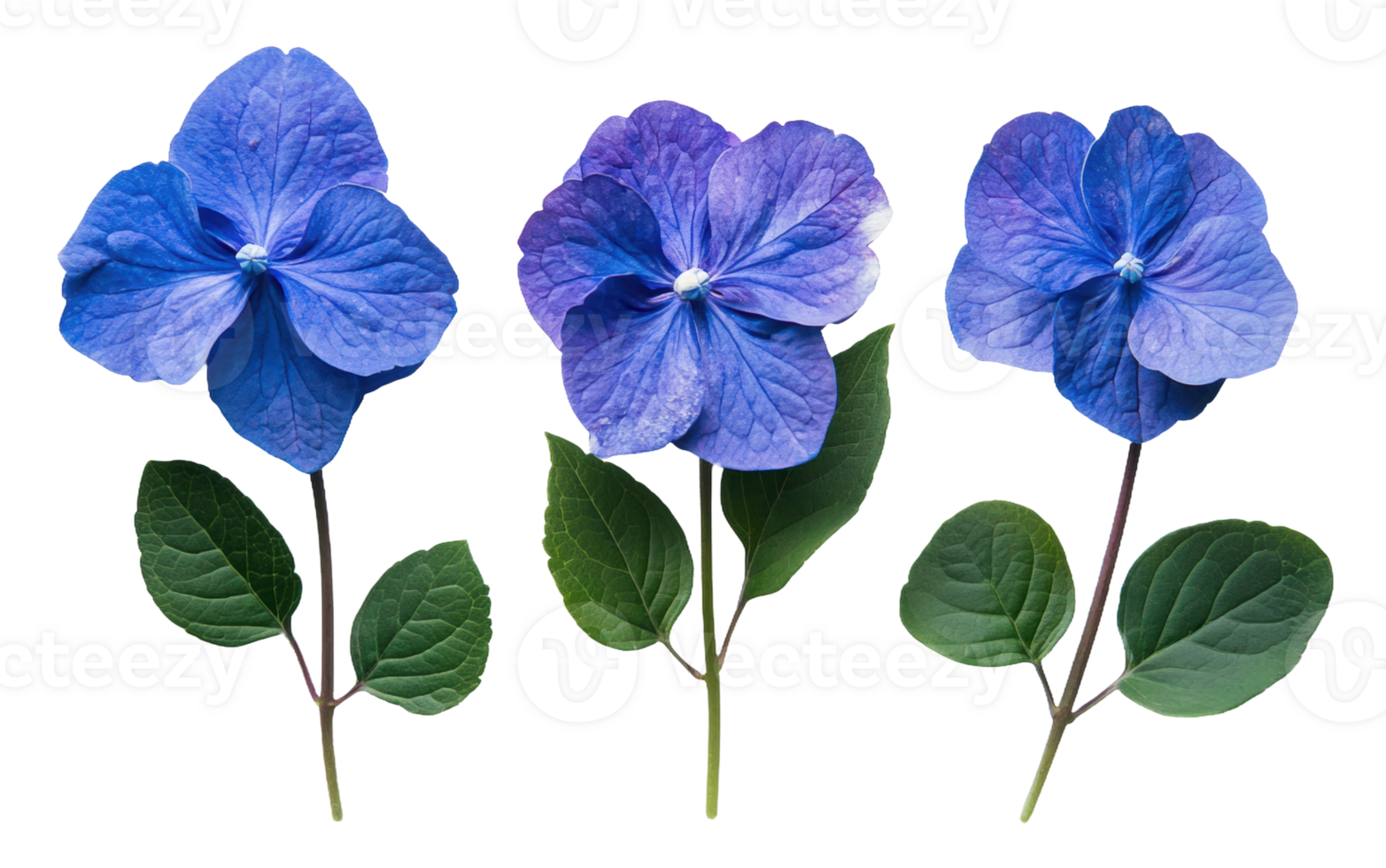 Blue flowers, cut out - stock . 49222921 PNG Blue flowers, cut out - stock . 49222921 PNG
