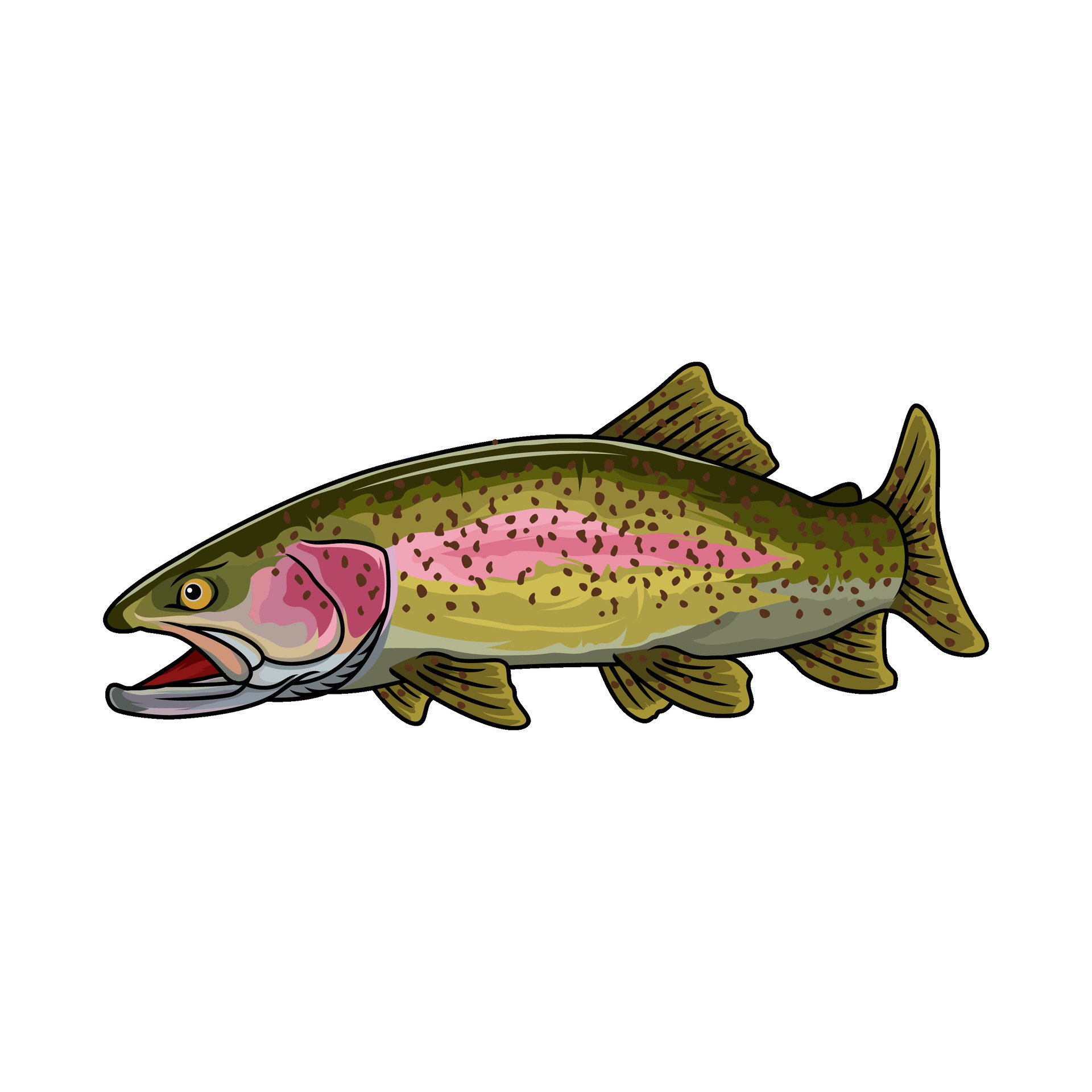 rainbow trout fishing illustration logo image t shirt 49224041 Vector ...
