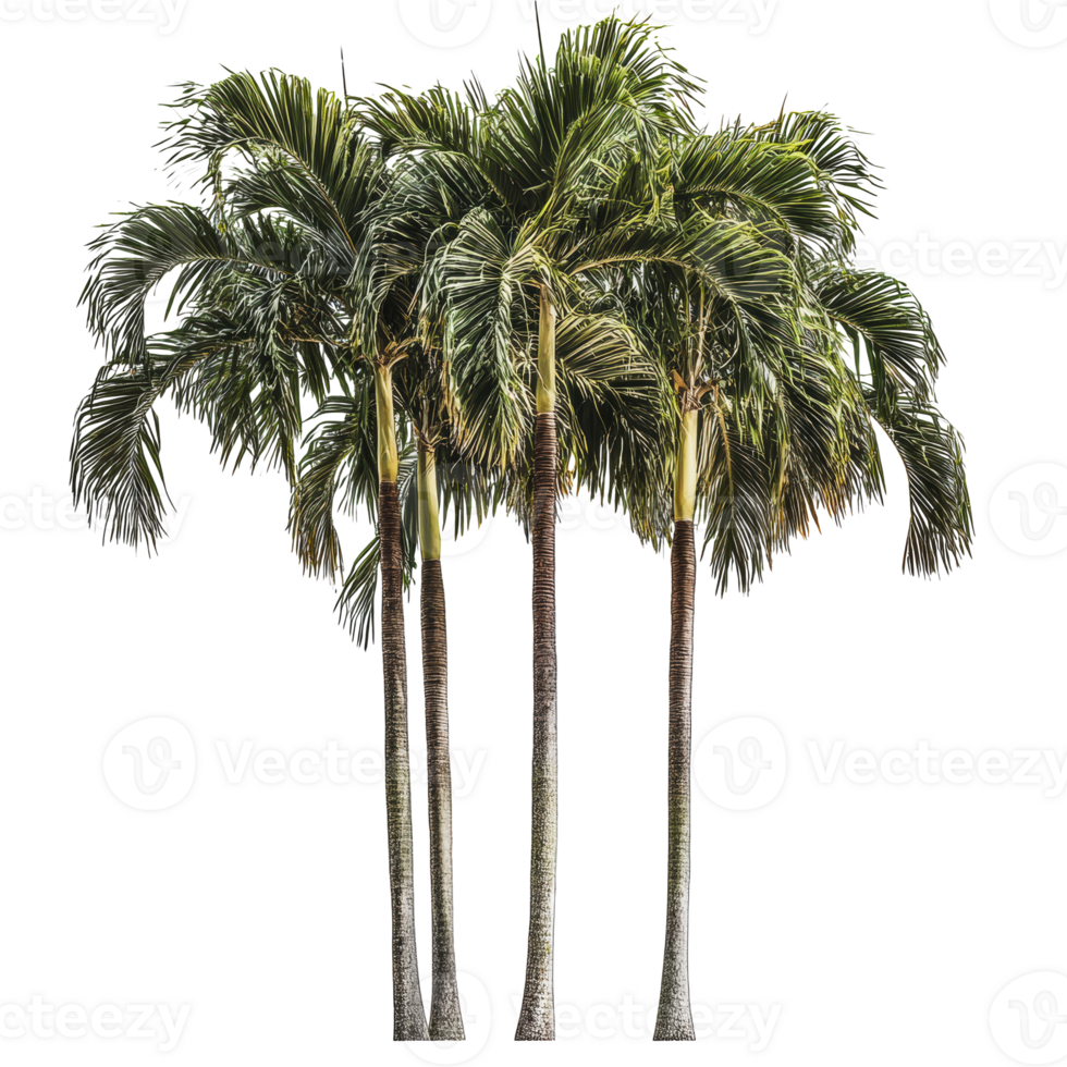 Group Of Tall Palm Trees In A Sunny Setting 49225568 Png