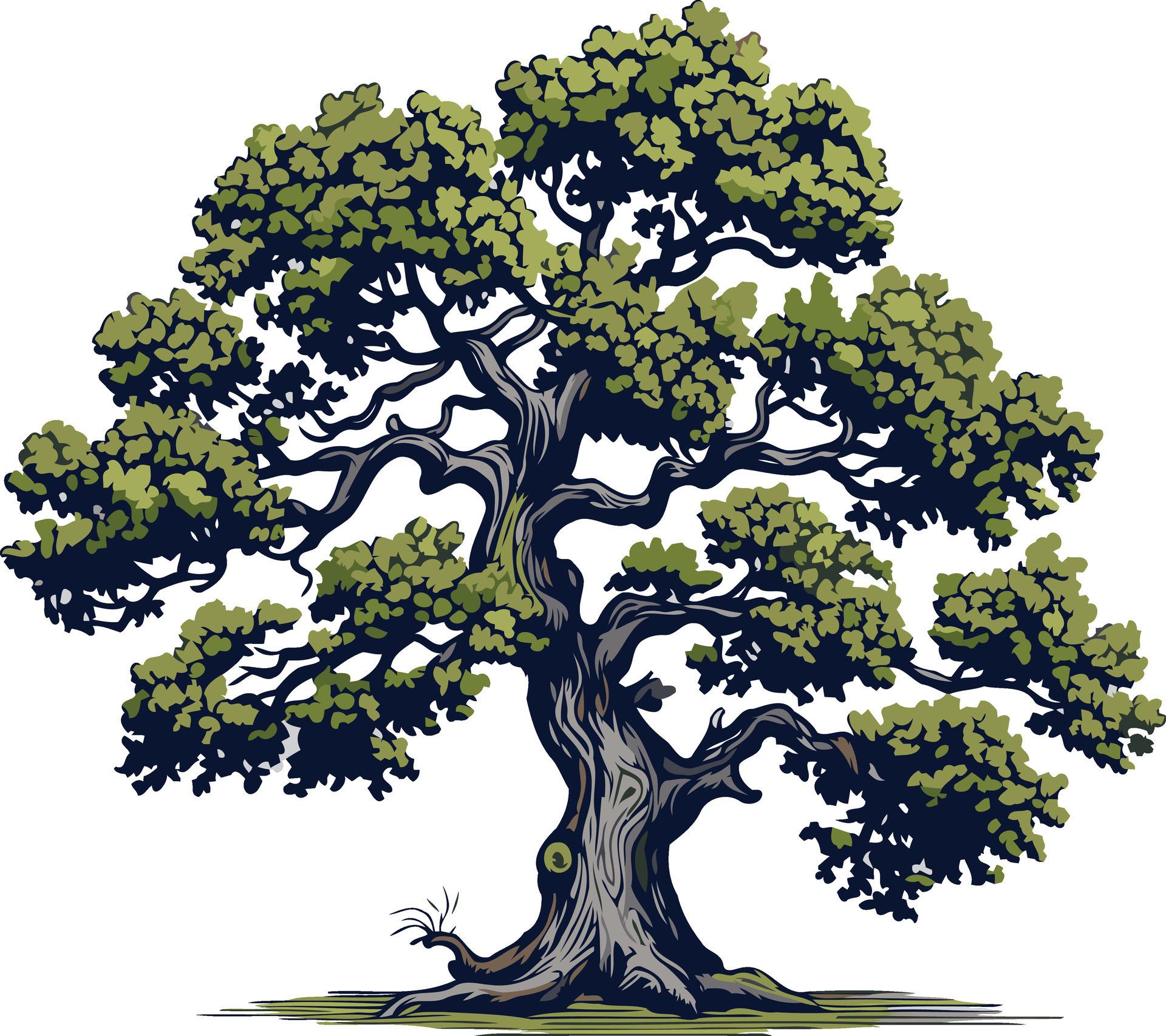 A Large Oak Tree Illustration 49254349 Vector Art At Vecteezy