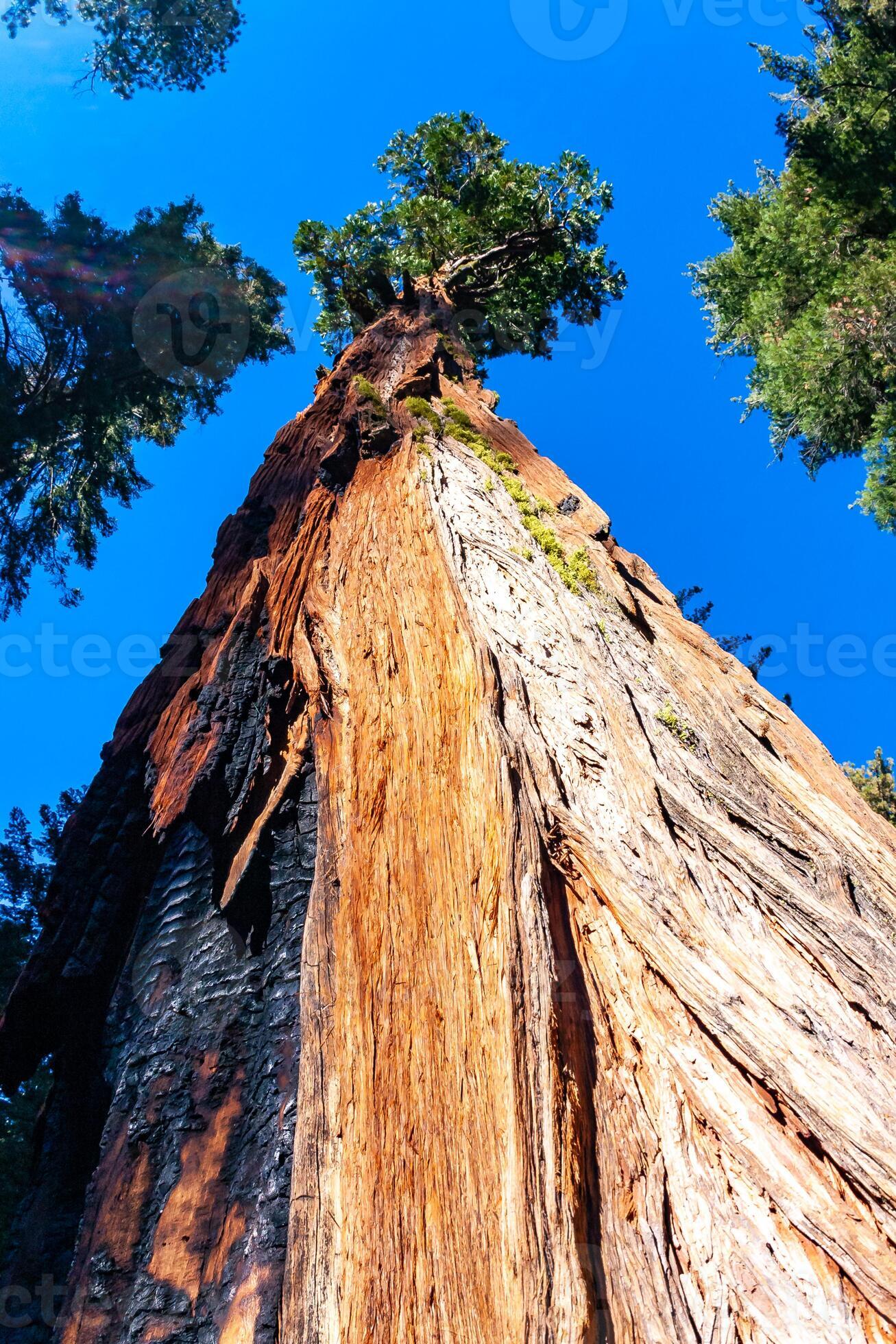 gigante secoya arboles secuoyadendro giganteum en secoya nacional parque, California, Estados ...