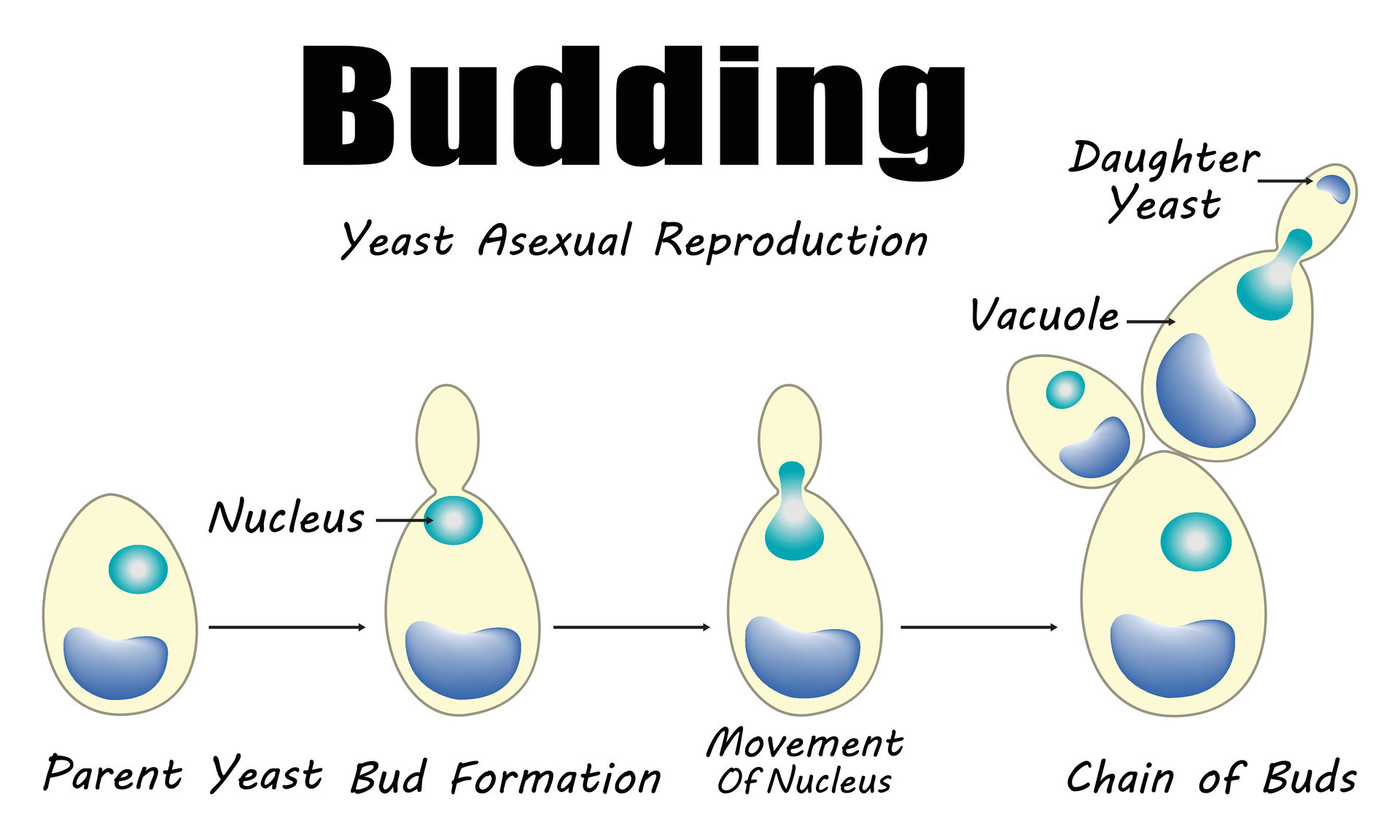 Budding Yeast Sexual Reproduction Cell Illustration Design 49309636 Vector Art At Vecteezy