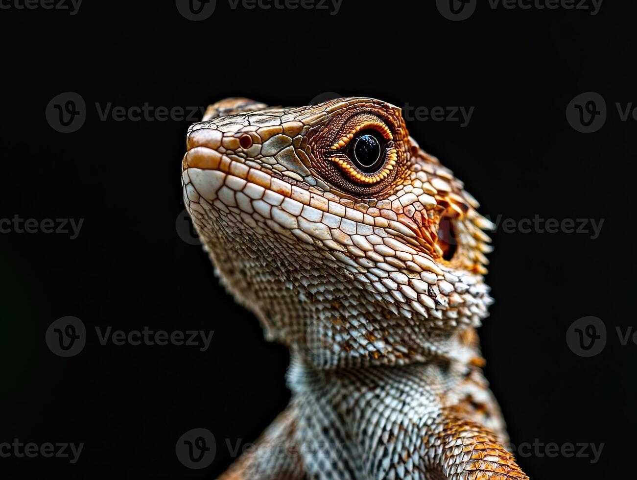 Lizard isolated on black background 49322583 Stock Photo at Vecteezy