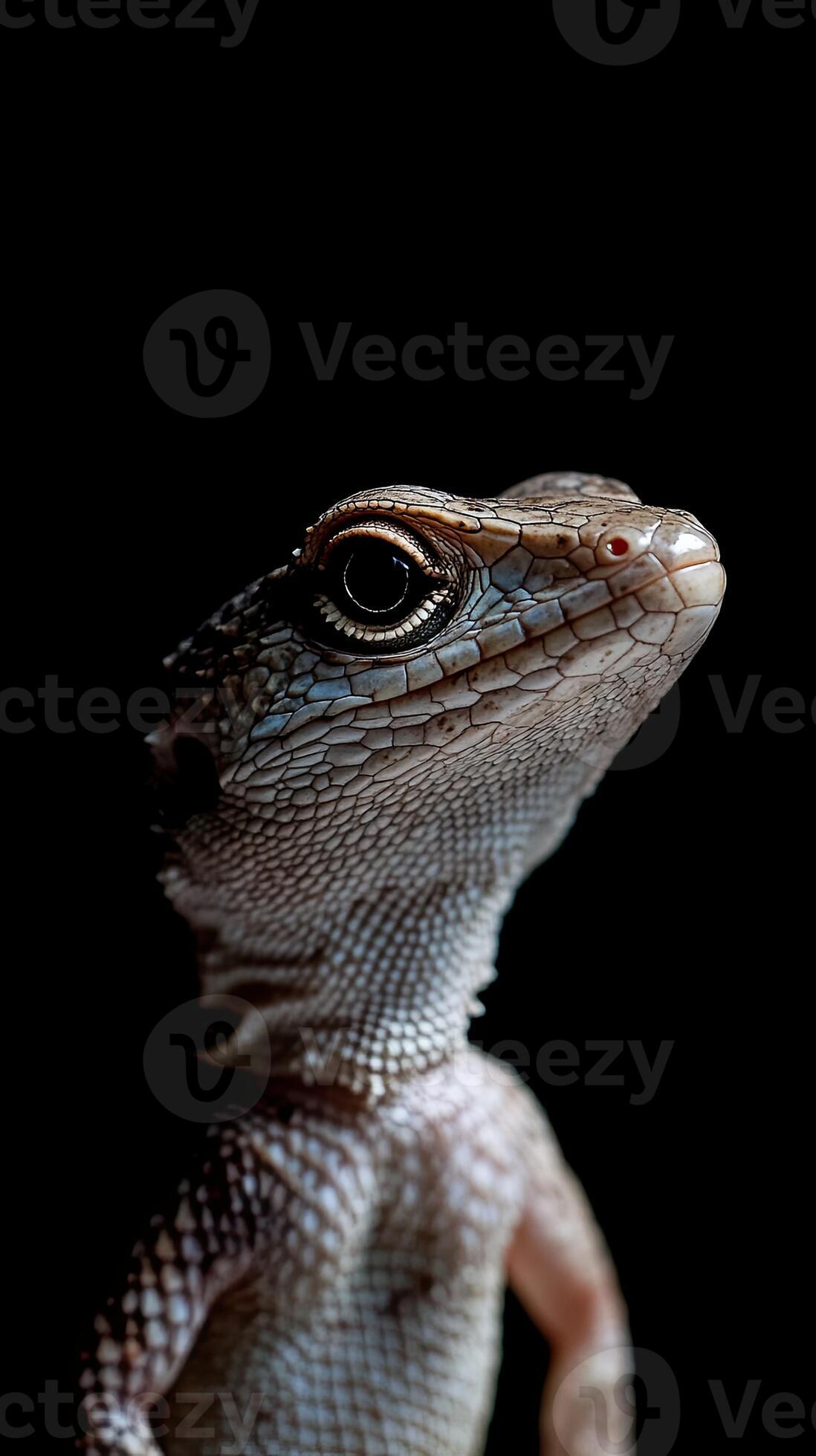 Lizard isolated on black background 49322612 Stock Photo at Vecteezy