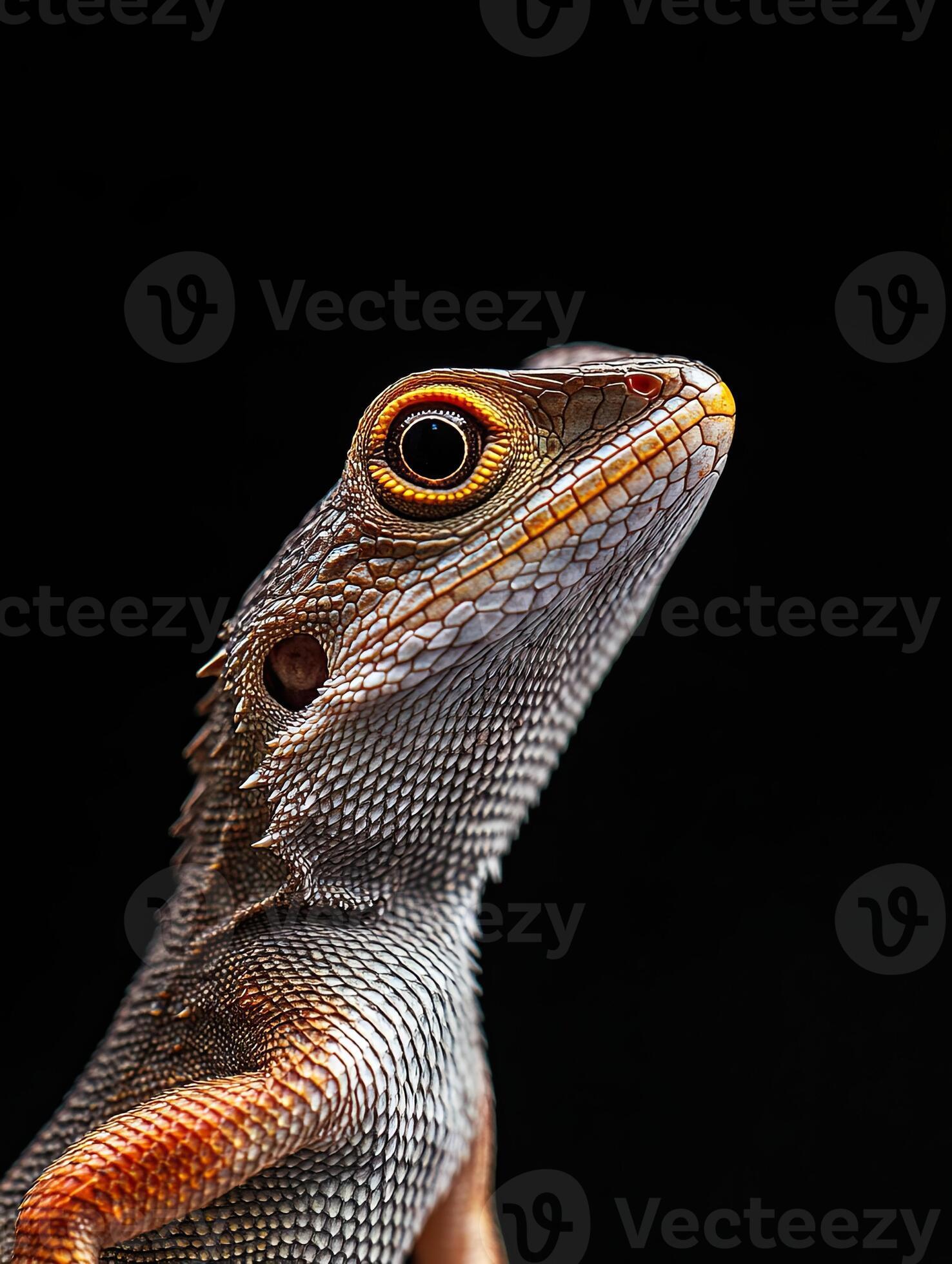Lizard isolated on black background 49322630 Stock Photo at Vecteezy