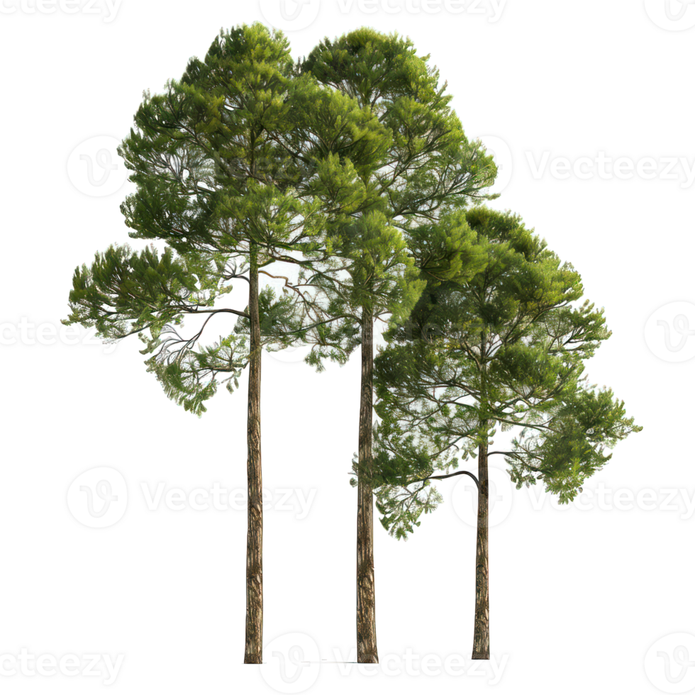 tall trees transparent background 49329435 PNG tall trees transparent background 49329435 PNG