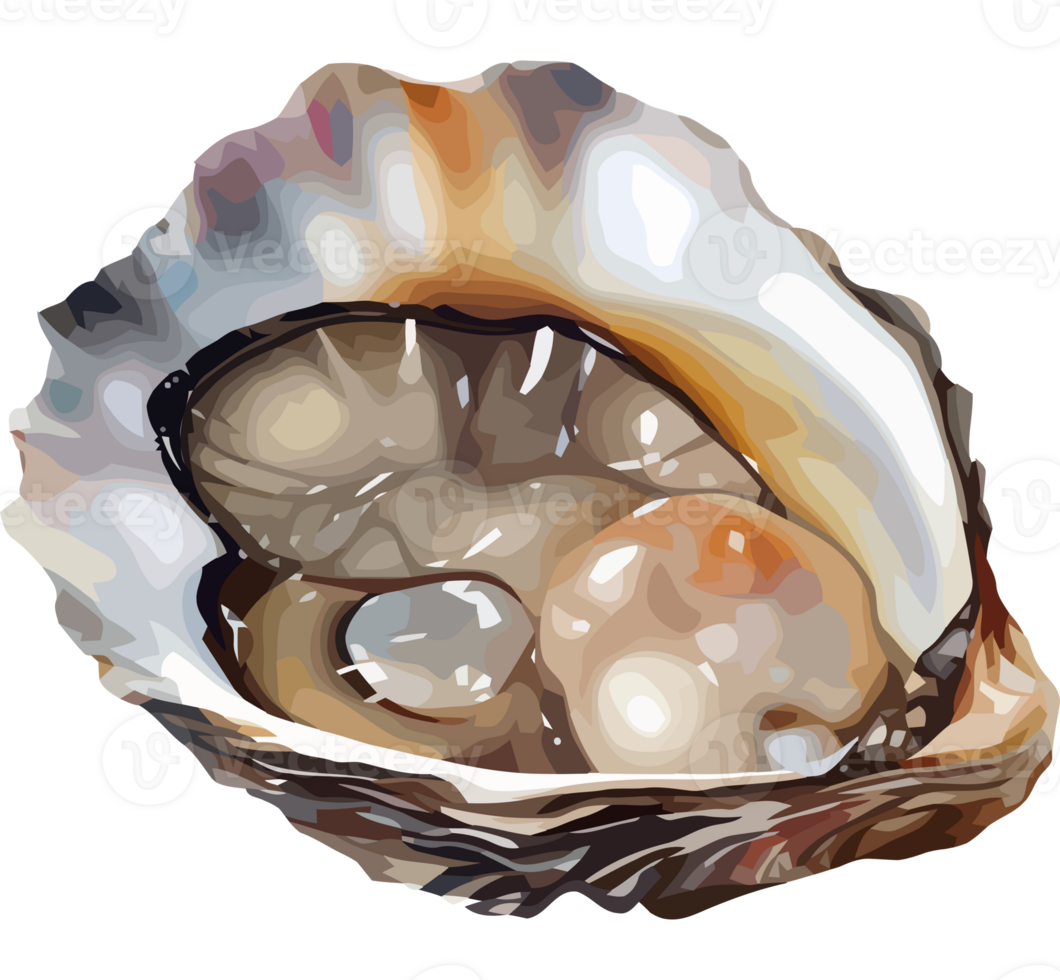 An Illustration Of An Oyster Shell 49350562 Png