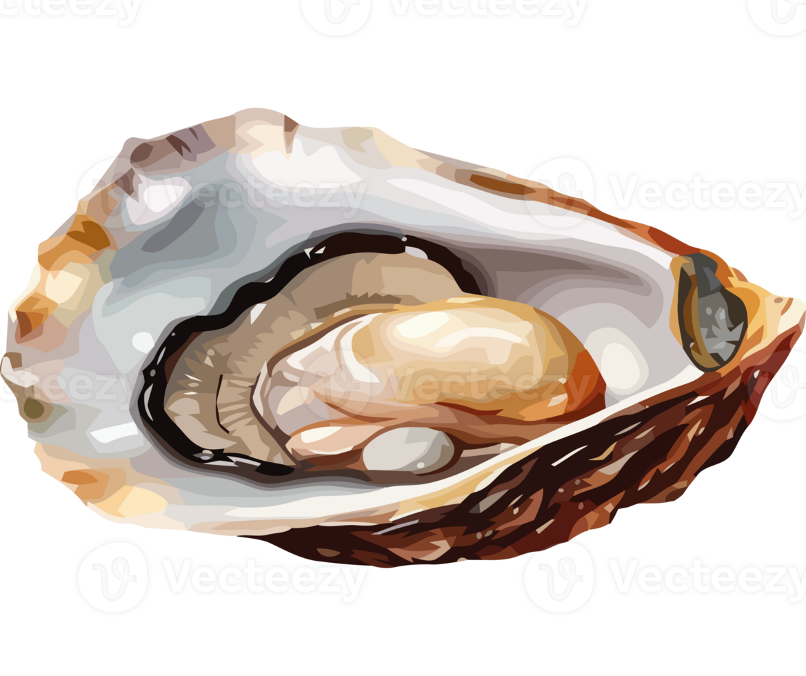 An Open Oyster Shell With A Shell Inside 49350570 Png