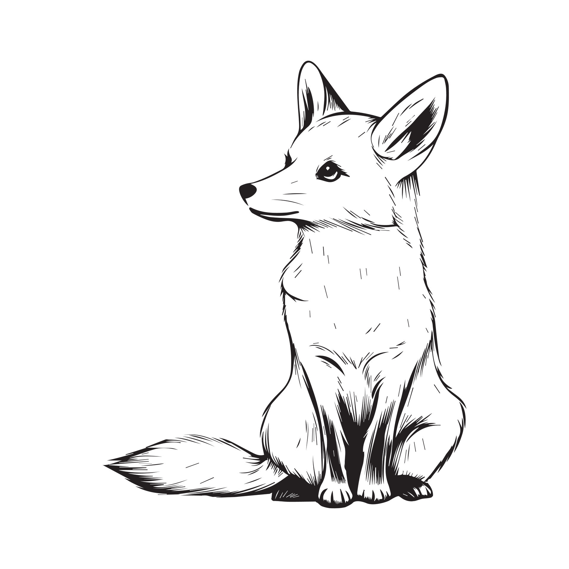 Jackal Outline Design, Jackal Clipart, A Jackal sitting illustration in black and white 49384803 ...