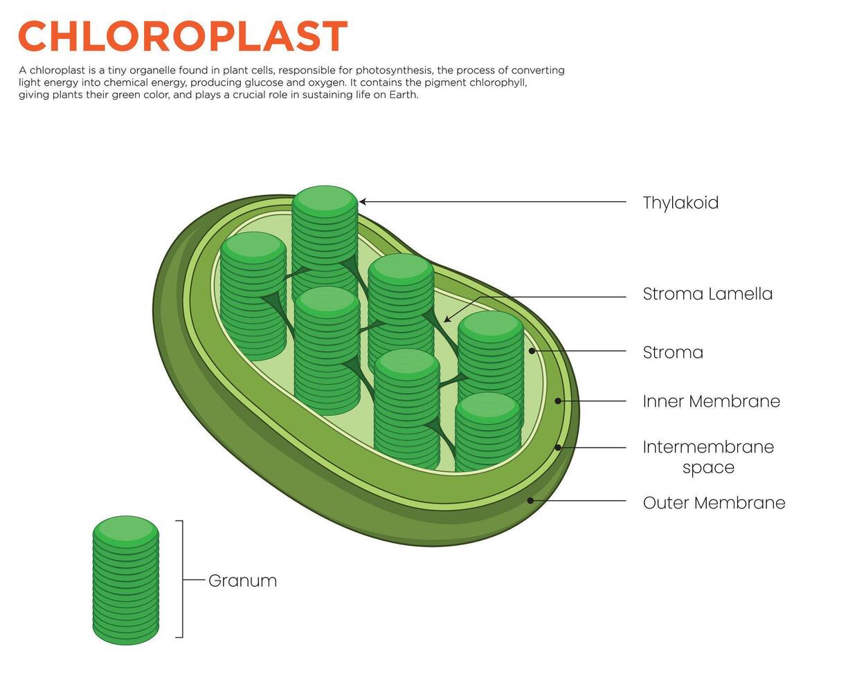 Chloroplast Structure Function Vector Art Icons And Graphics For Free Download