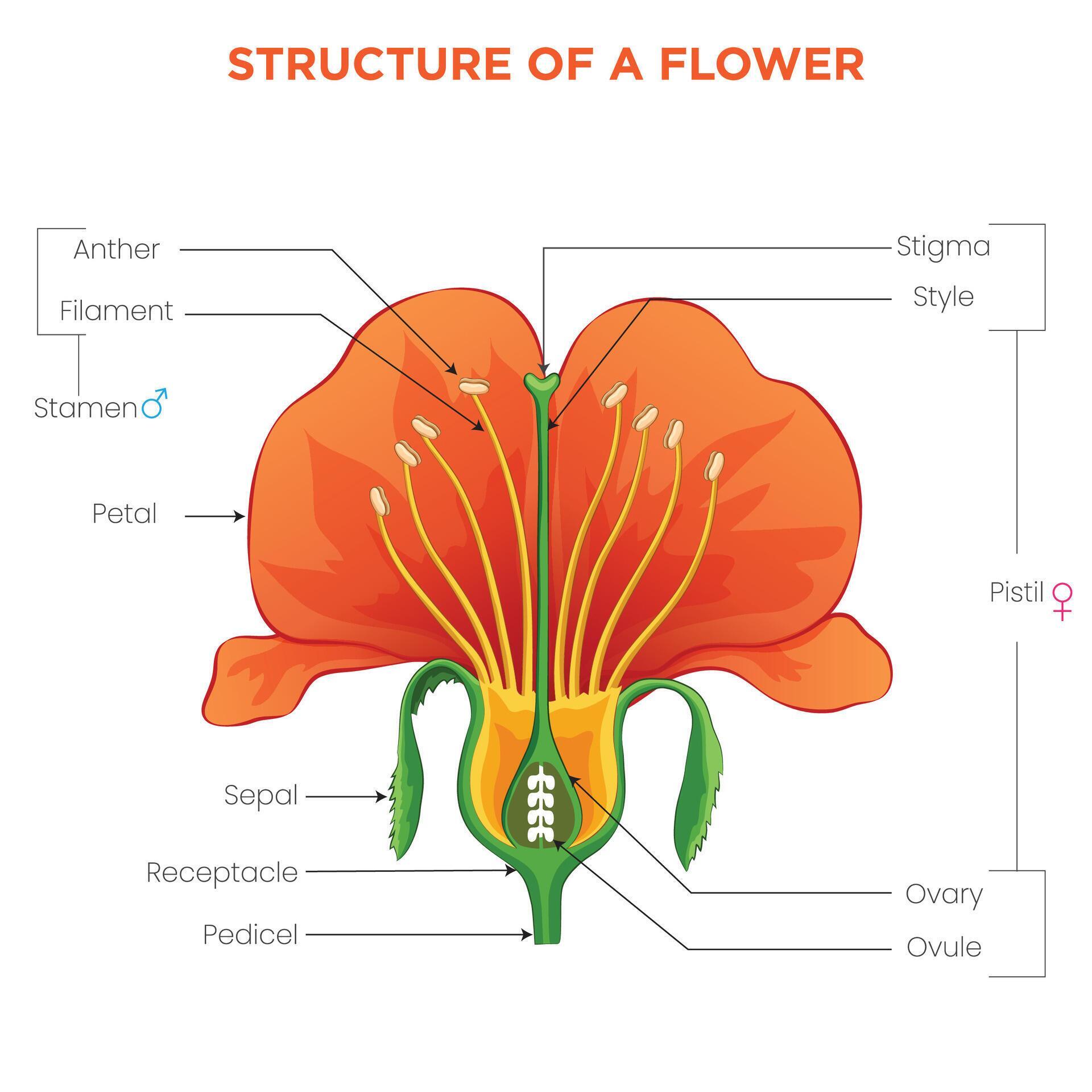 Anatomy of a Flower Exploring Petals, Sepals, Stamens, and Pistil 49389366 Vector Art at Vecteezy