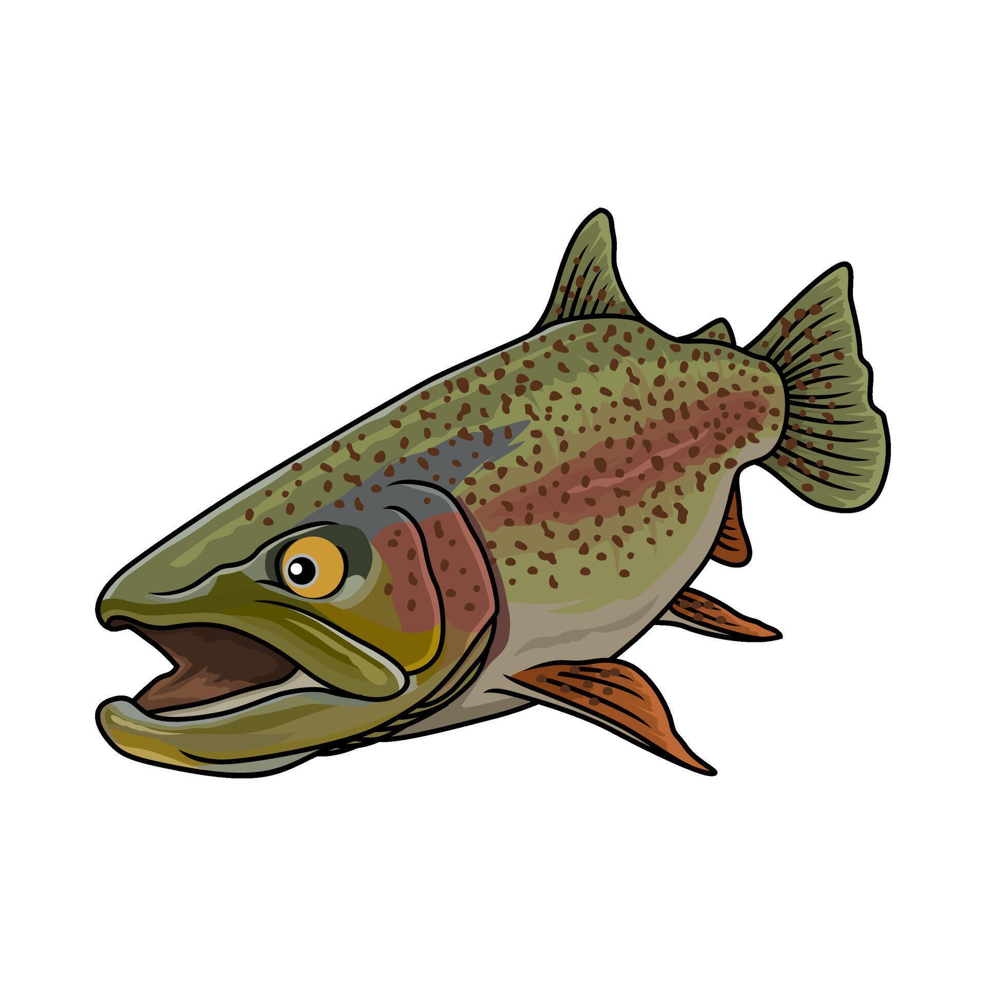 rainbow trout fishing illustration logo image t shirt 49398284 Vector ...