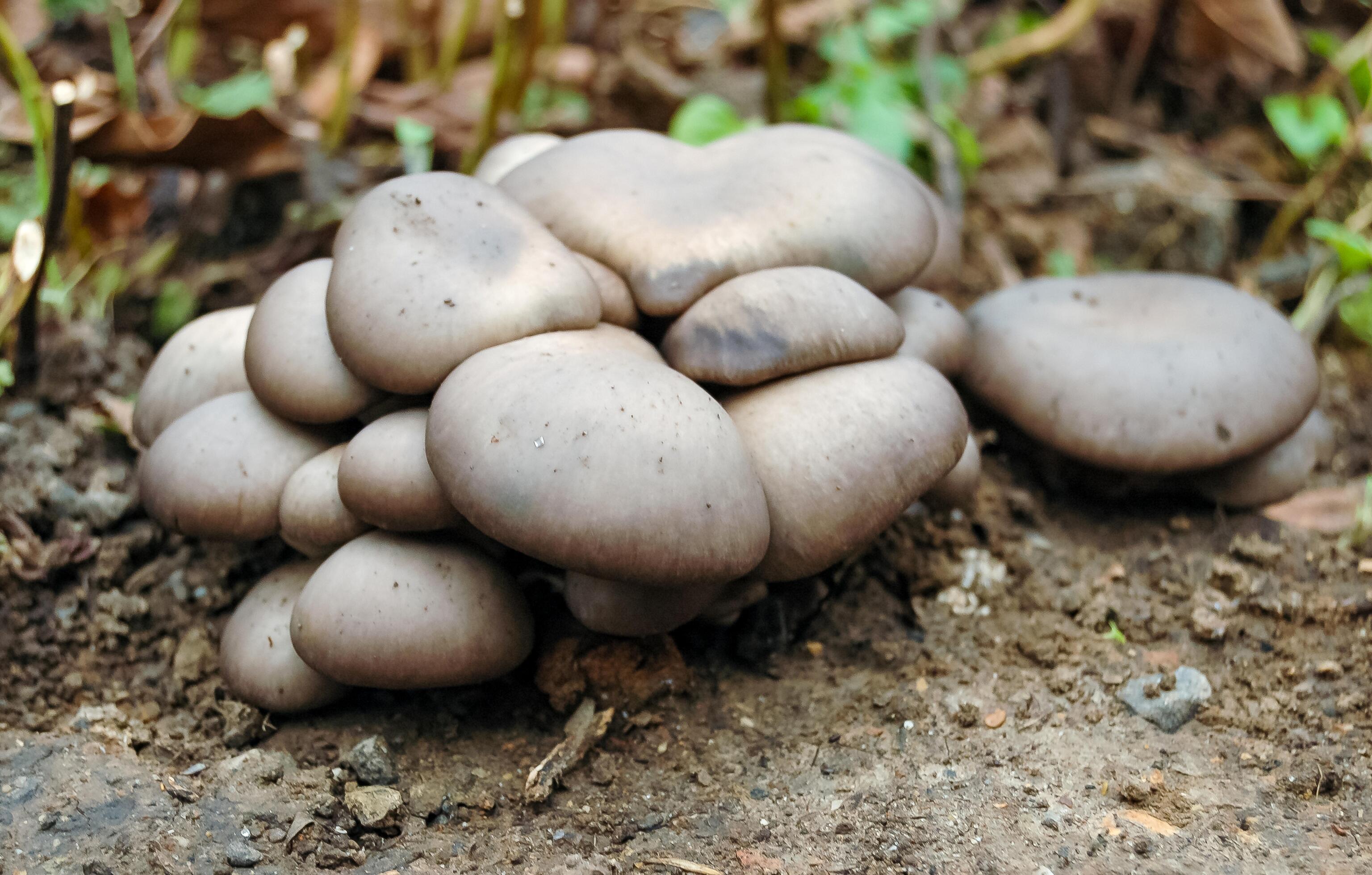Pearl oyster mushroom Pleurotus ostreatus - Wild edible mushroom 49412162 Stock Photo at Vecteezy