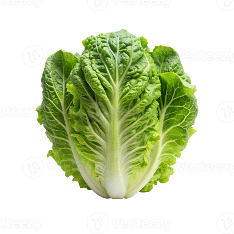 fresh green romaine lettuce 49423071 PNG