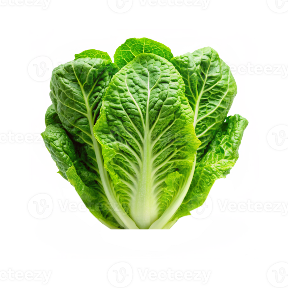 romaine lettuce isolated 49423114 PNG