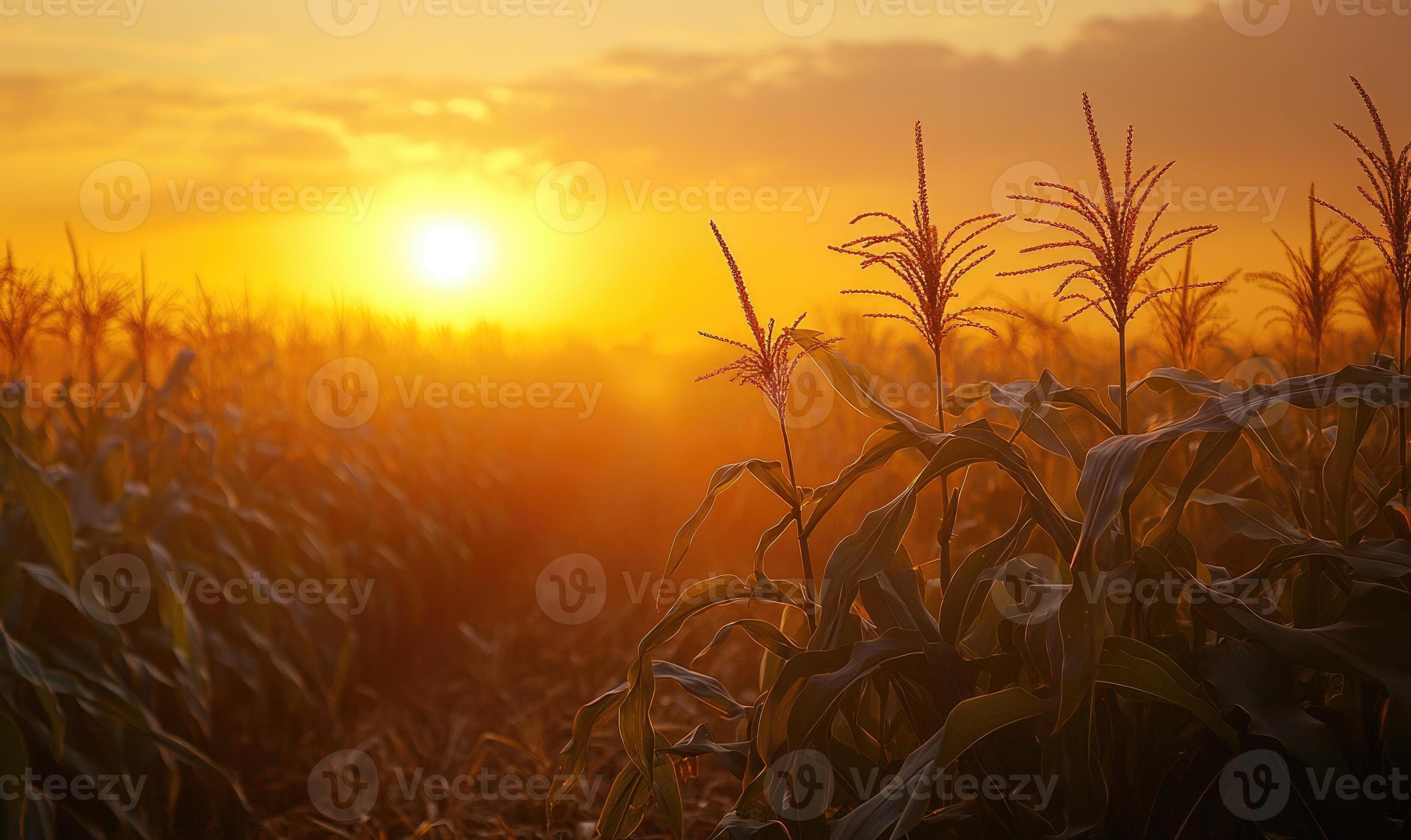 Sunrise illuminating cornfields 49464622 Stock Photo at Vecteezy Sunrise illuminating cornfields 49464622 Stock Photo at Vecteezy