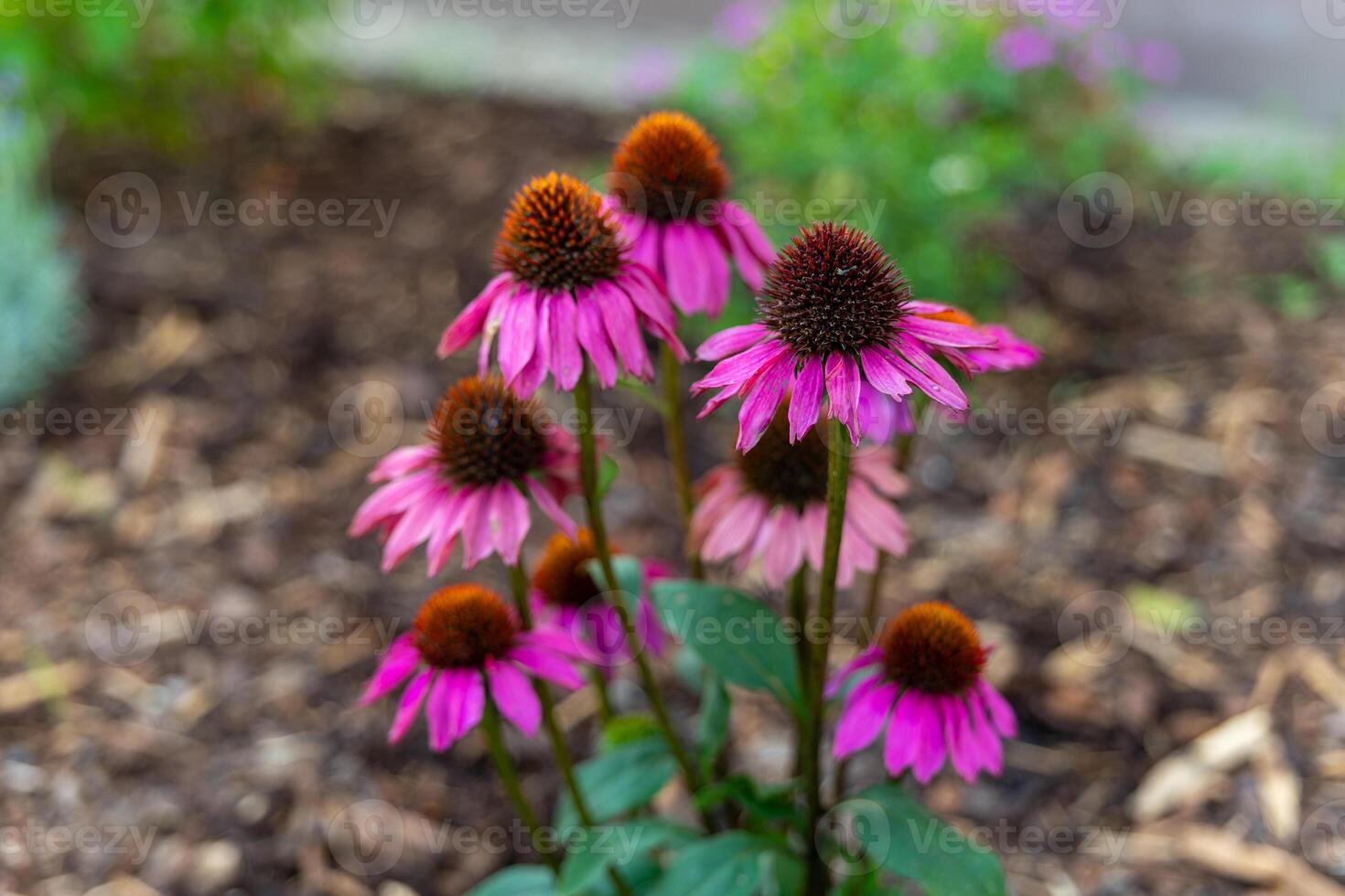 Page 2 | Perennials Stock Photos, Images and Backgrounds for Free Download
