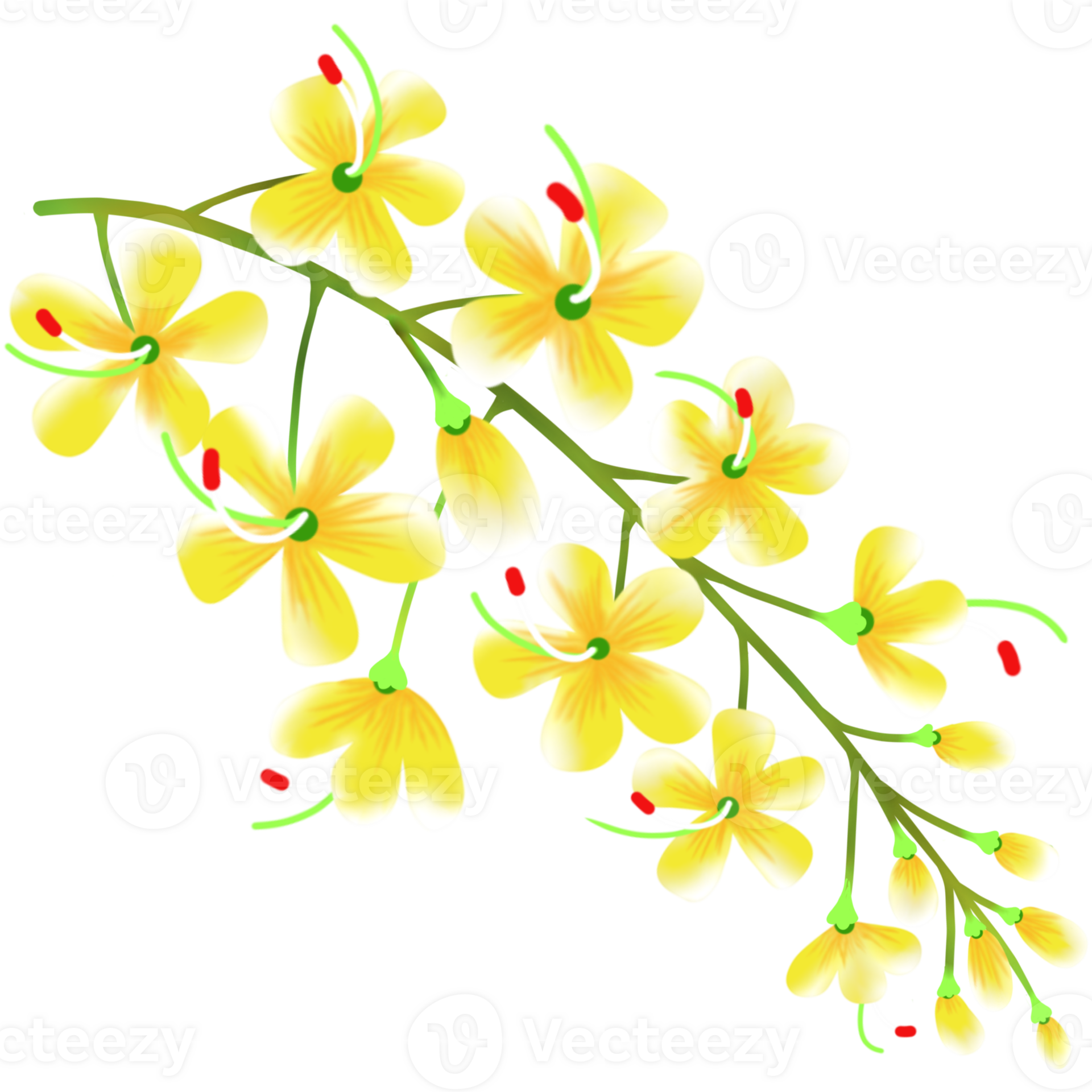 yellow Cassia fistula 49539367 PNG