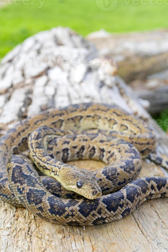Page 6 | Python Snake Species Stock Photos, Images and Backgrounds for ...