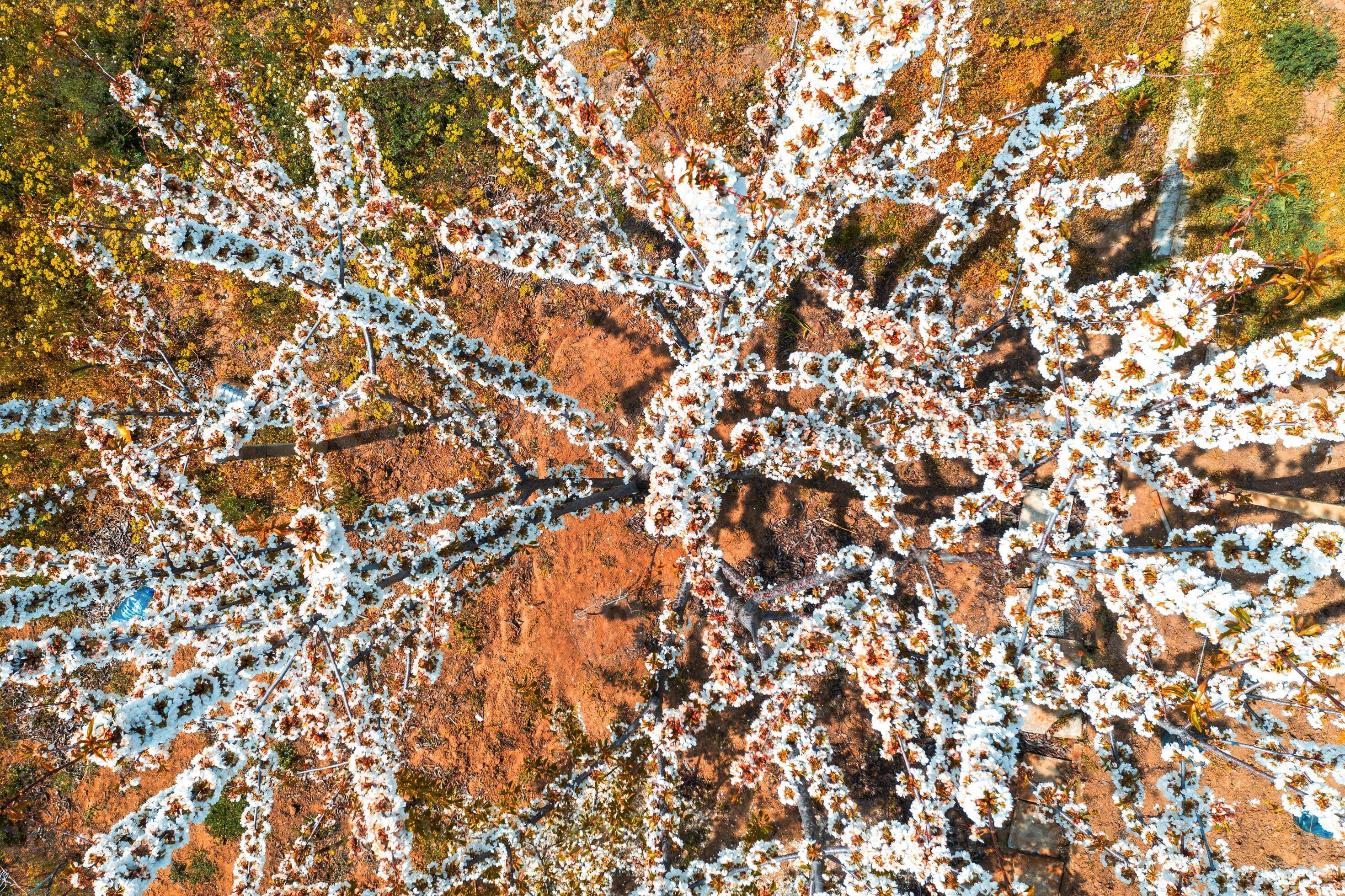 Aerial creative view of flowering spring tree. Seasonal floral nature ...