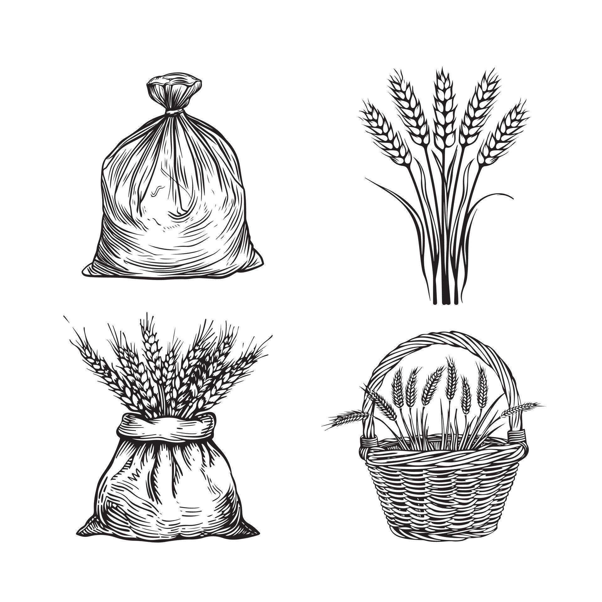 Wheat set . fields with harvest 49602644 Vector Art at Vecteezy Wheat set . fields with harvest 49602644 Vector Art at Vecteezy