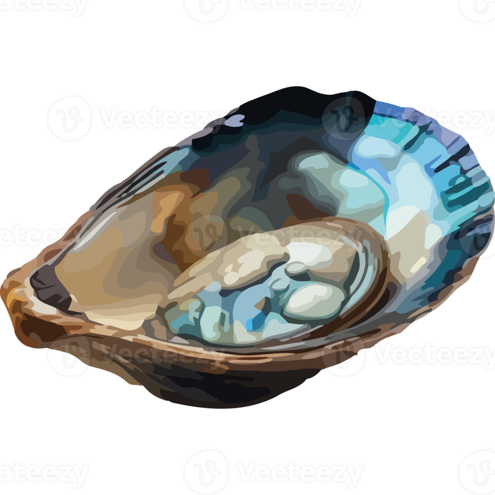 An Illustration Of An Oyster Shell 49621335 Png