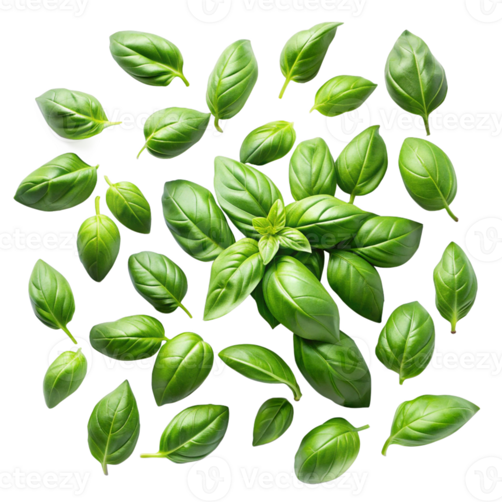 Fresh Basil Leaves Dispersed 49693460 Png