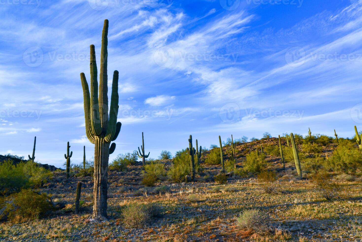 Large cacti in Arizona against a blue sky, desert landscape. Saguaro Cactuses Carnegiea gigantea ...
