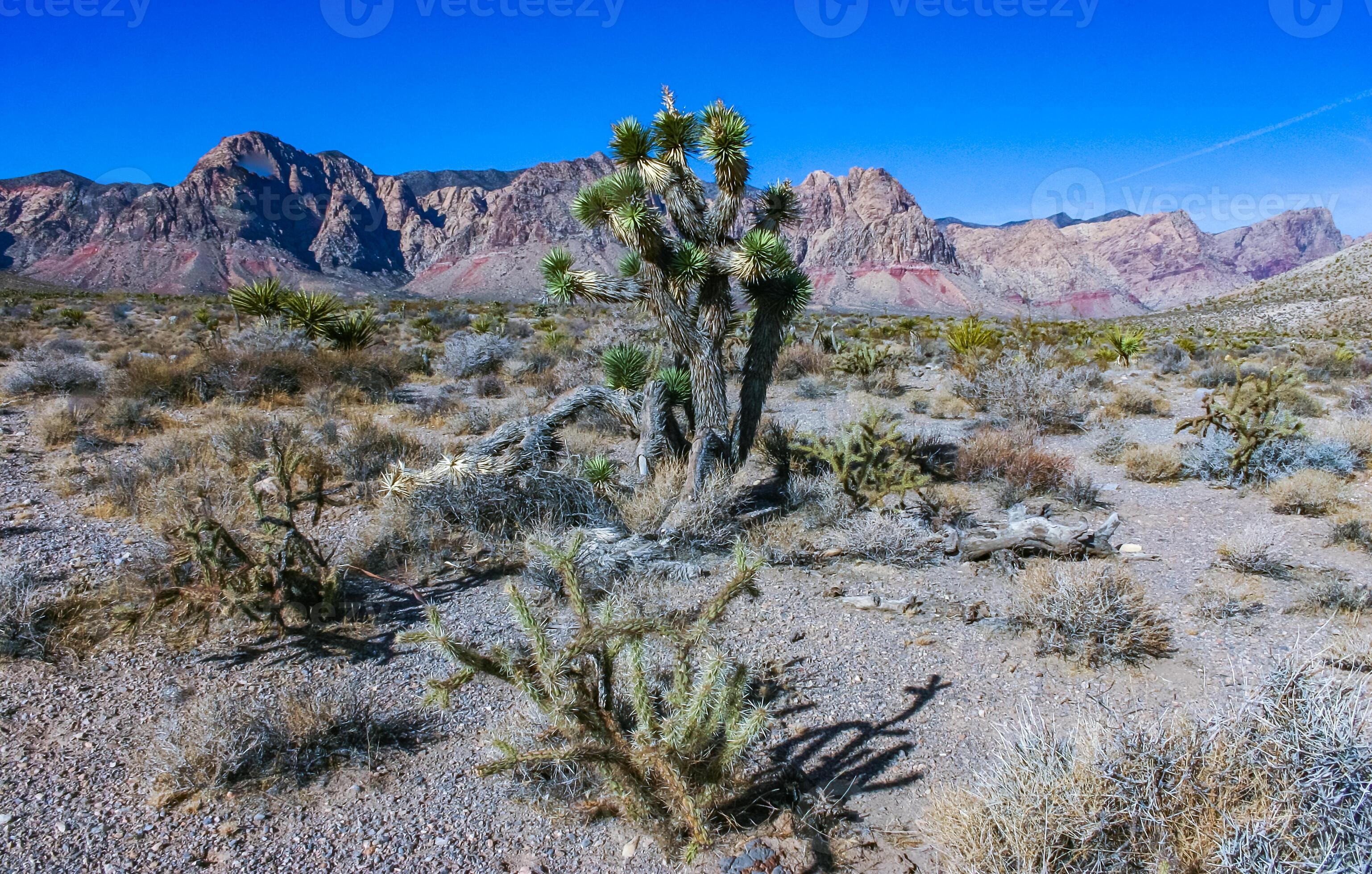 Yucca brevifolia tree, spiny cacti and other desert plants in rock desert in the foothills ...