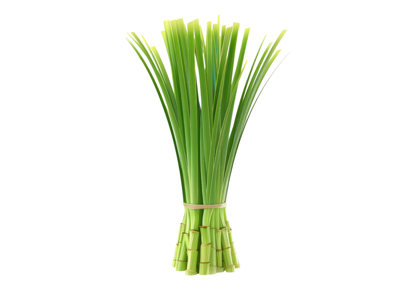 Lemongrass isolated, transparent background, , cutout. 49735847 PNG Lemongrass isolated, transparent background, , cutout. 49735847 PNG