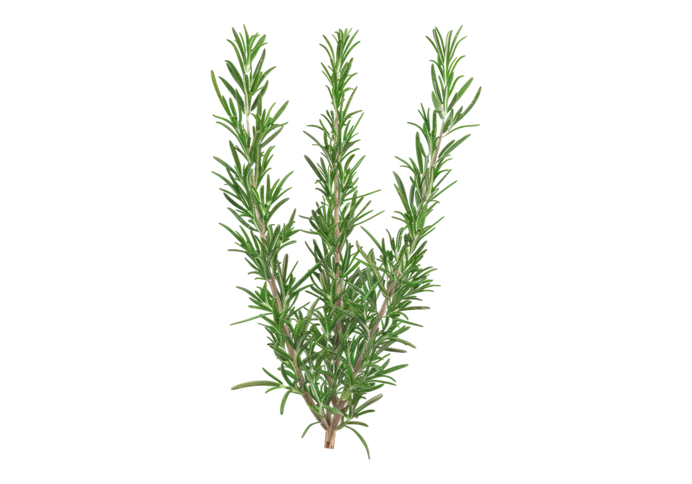 Rosemary isolated, transparent background, , cutout. 49735875 PNG Rosemary isolated, transparent background, , cutout. 49735875 PNG