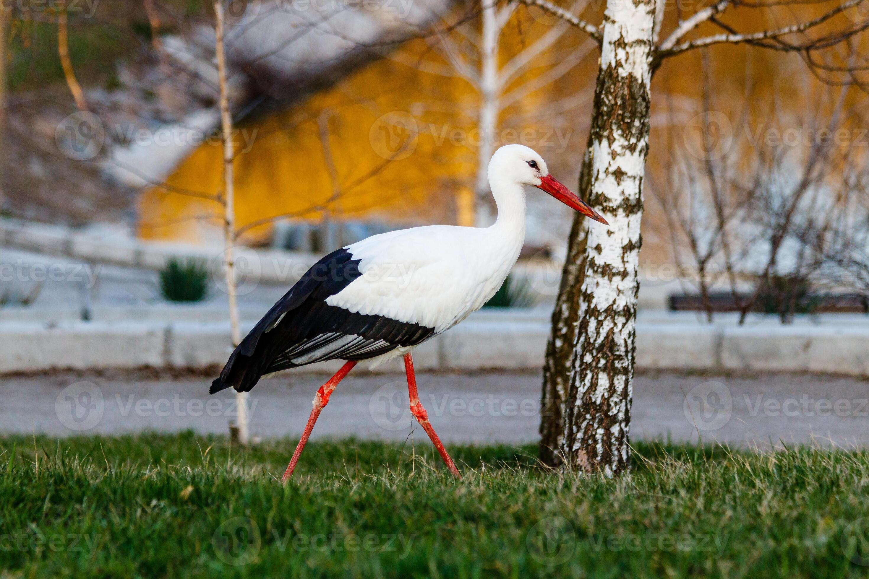 beautiful storks walk on the grass 49741223 Stock Photo at Vecteezy