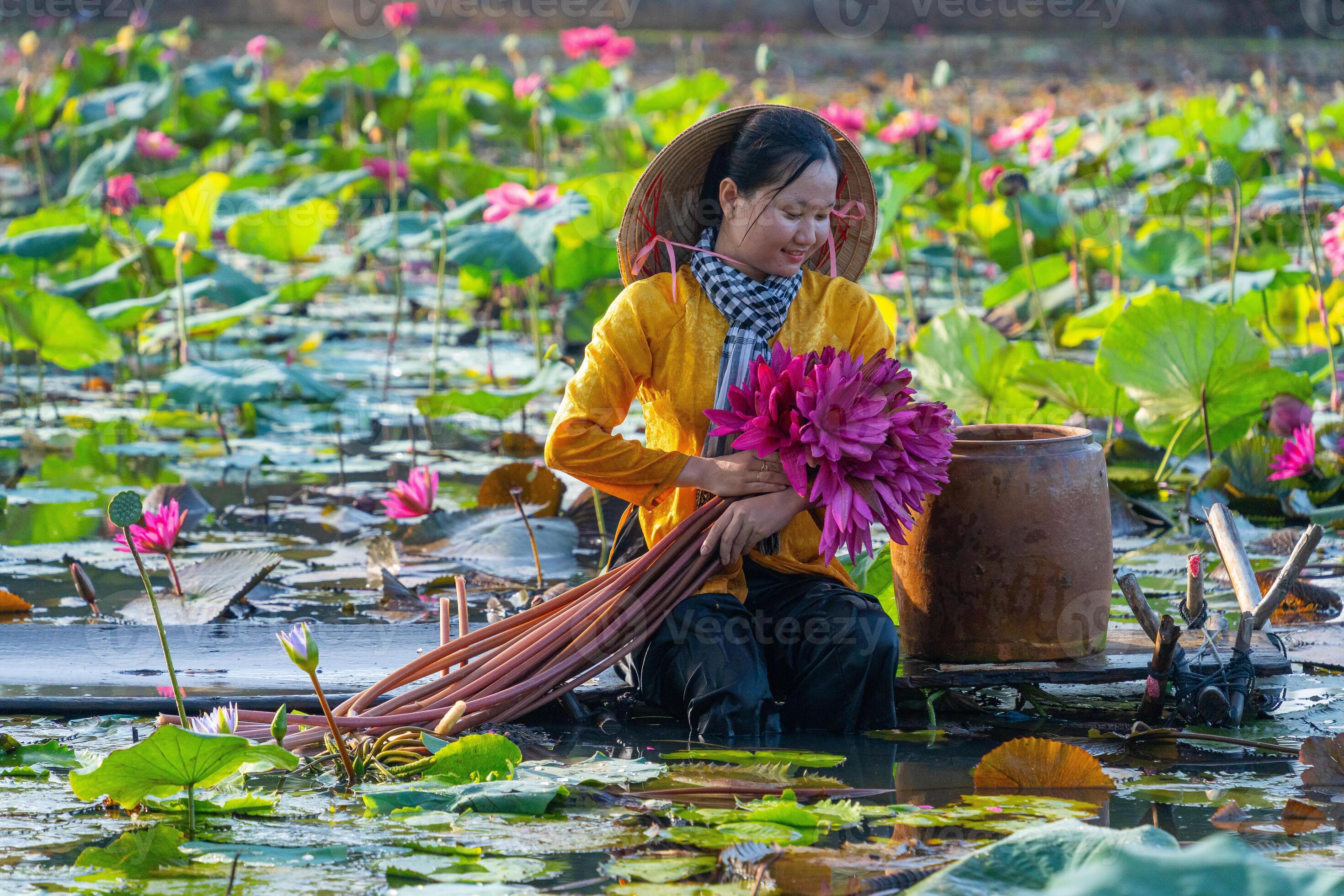 view of rural Vietnamese girl in Moc Hoa district, Long An province, Mekong Delta are harvesting ...