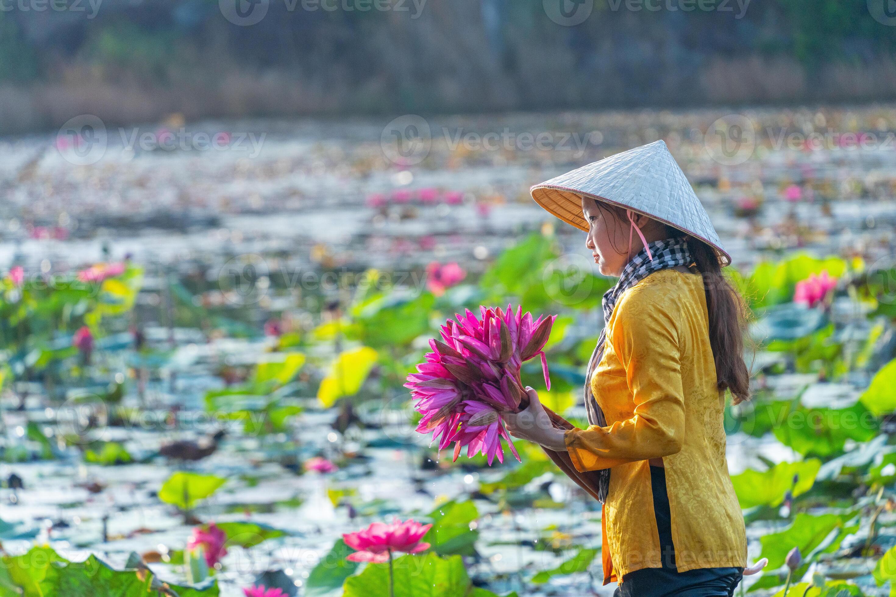 view of rural Vietnamese girl in Moc Hoa district, Long An province, Mekong Delta are harvesting ...