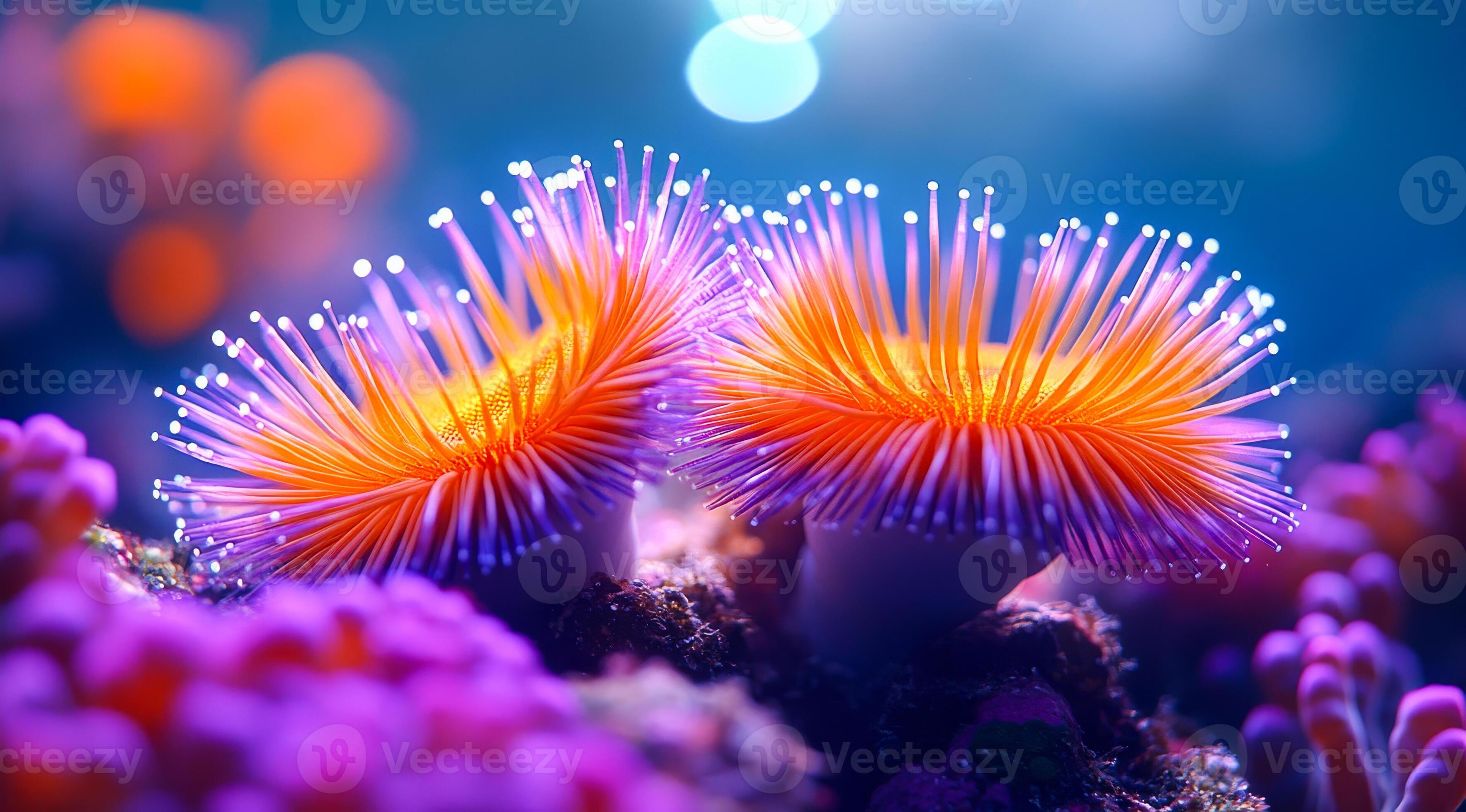 Two purple and orange sea anemones are growing on a coral reef. The bright colors of the flowers ...