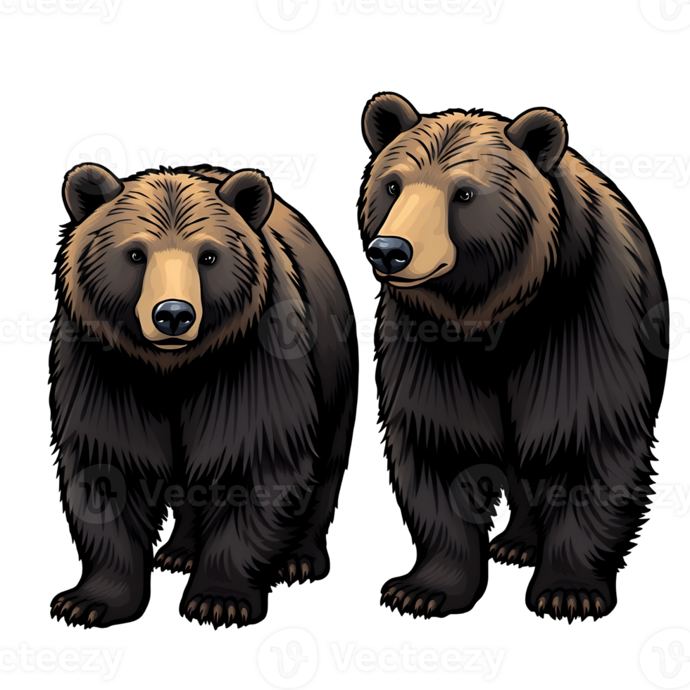 dos marrón osos en pie lado por lado 49884550 PNG