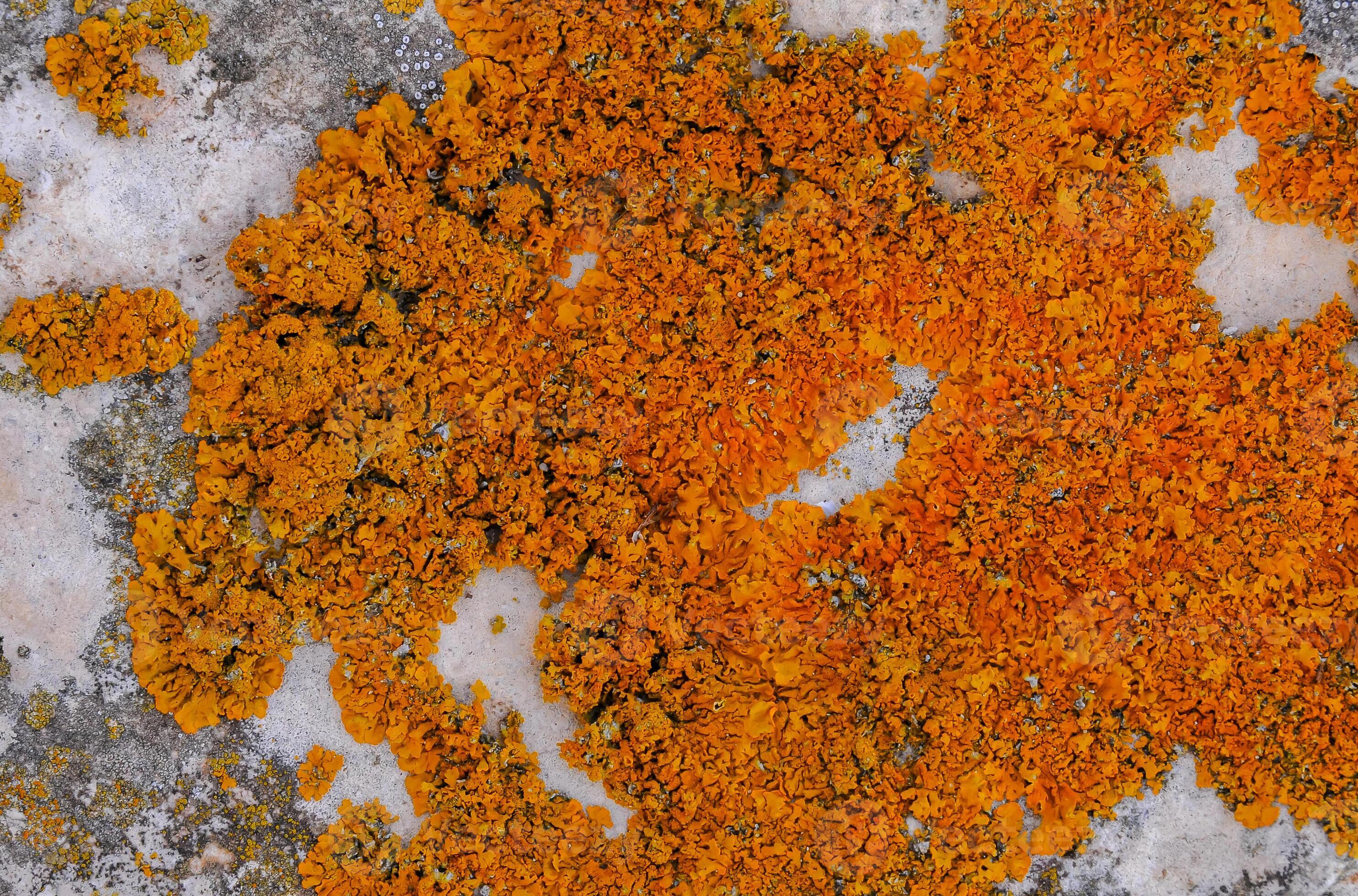Yellow and gray lichens on coastal rocks and stones in eastern Crimea ... Yellow and gray lichens on coastal rocks and stones in eastern Crimea ...