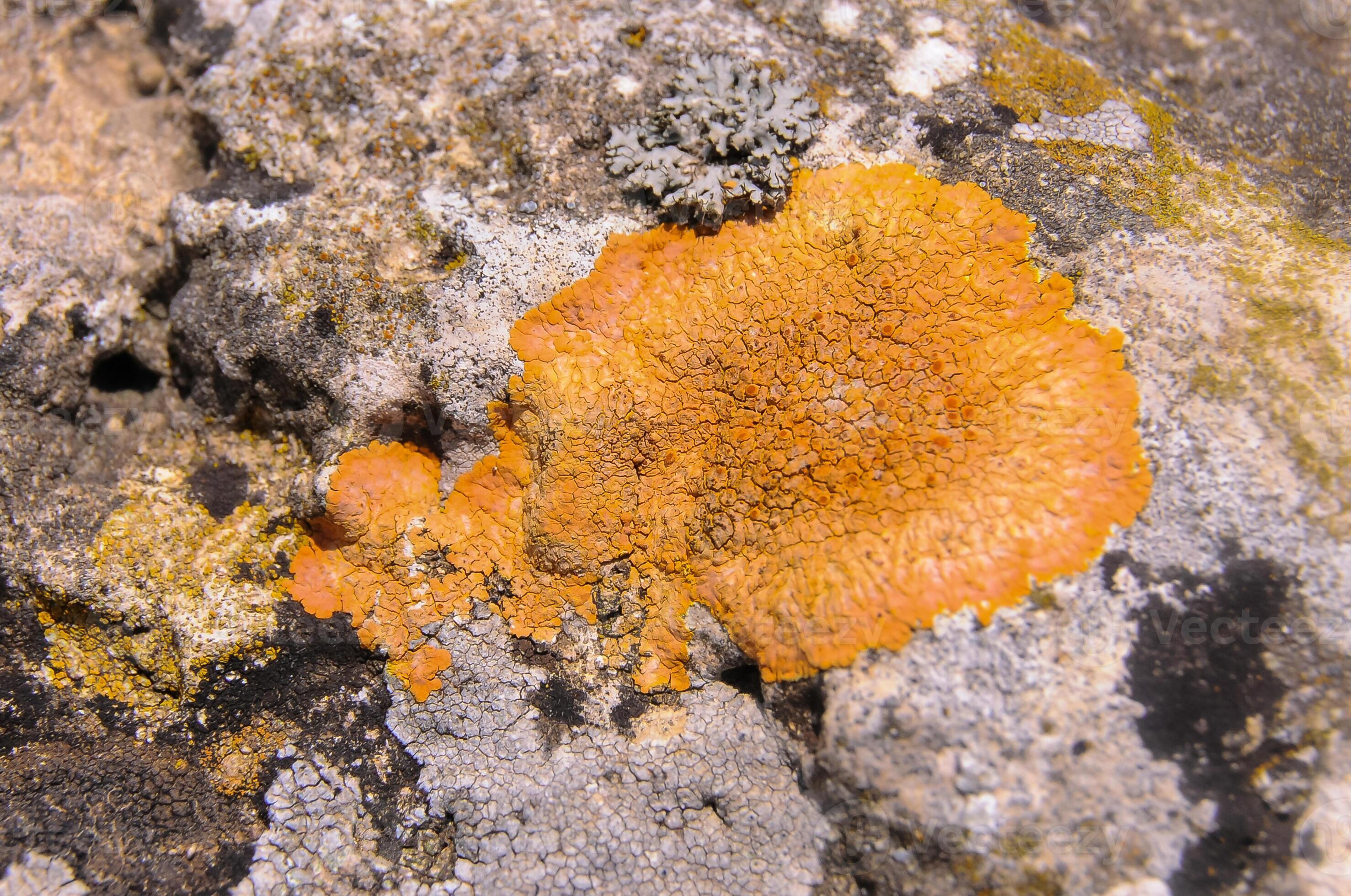 Yellow and gray lichens on coastal rocks and stones in eastern Crimea ... Yellow and gray lichens on coastal rocks and stones in eastern Crimea ...