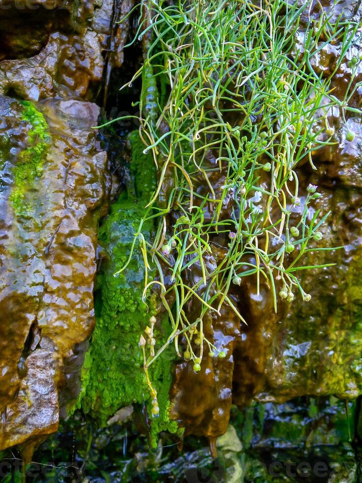 Bubbling freshwater green filamentous algae in rainwater running down ... Bubbling freshwater green filamentous algae in rainwater running down ...