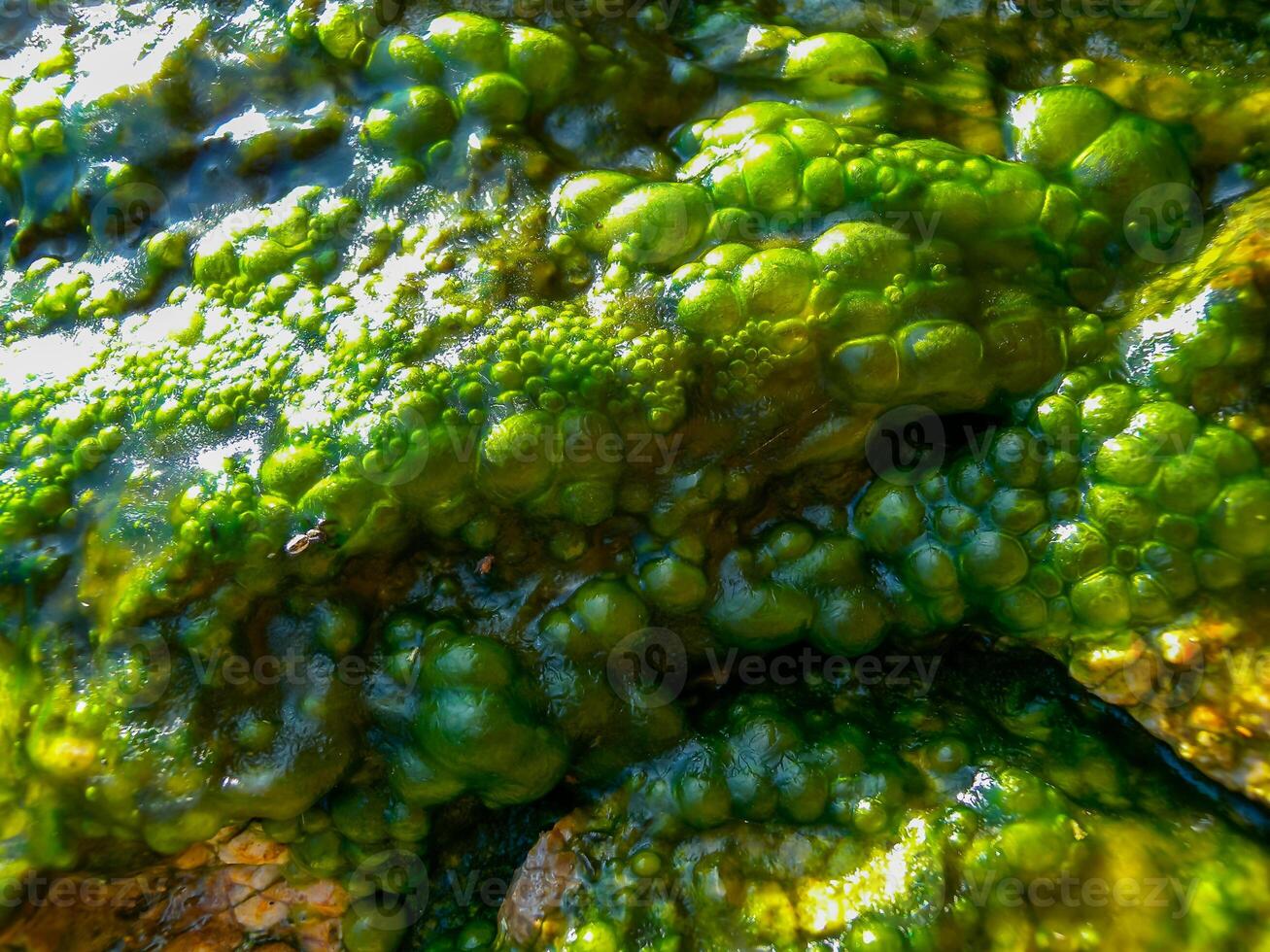 Bubbling freshwater green filamentous algae in rainwater running down ... Bubbling freshwater green filamentous algae in rainwater running down ...