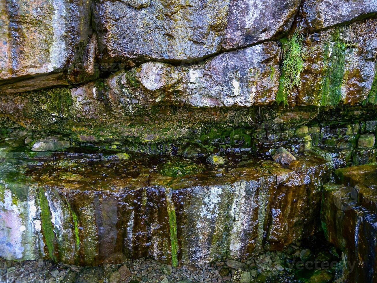Bubbling freshwater green filamentous algae in rainwater running down ... Bubbling freshwater green filamentous algae in rainwater running down ...
