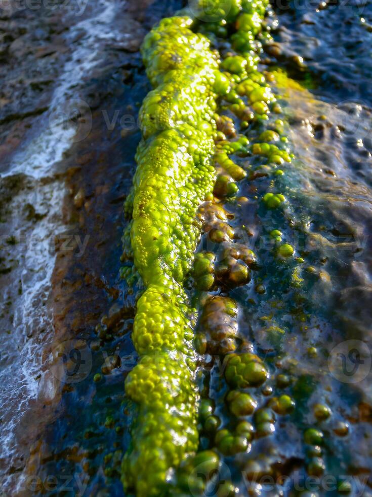 Bubbling freshwater green filamentous algae in rainwater running down ... Bubbling freshwater green filamentous algae in rainwater running down ...