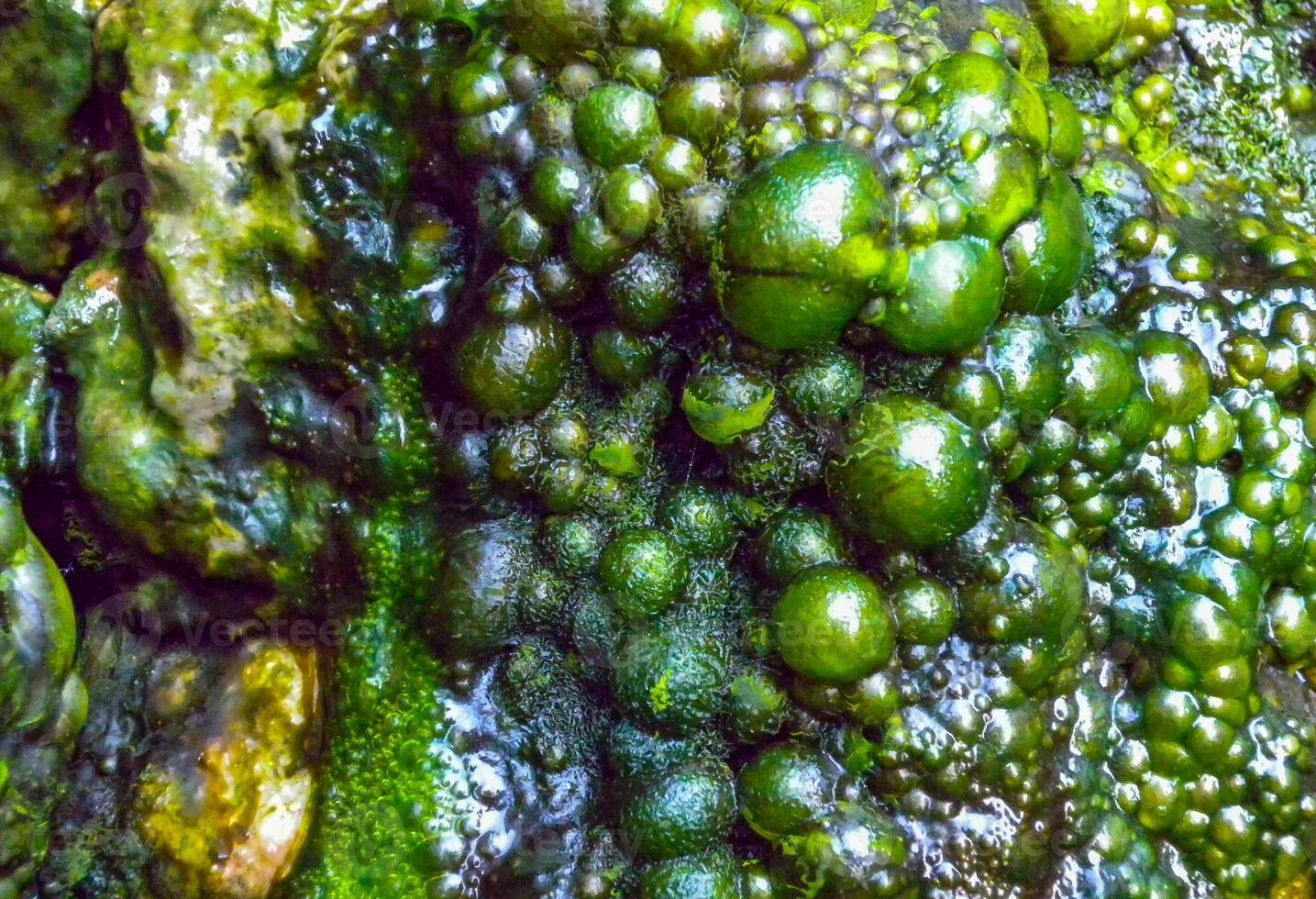 Bubbling freshwater green filamentous algae in rainwater running down ... Bubbling freshwater green filamentous algae in rainwater running down ...